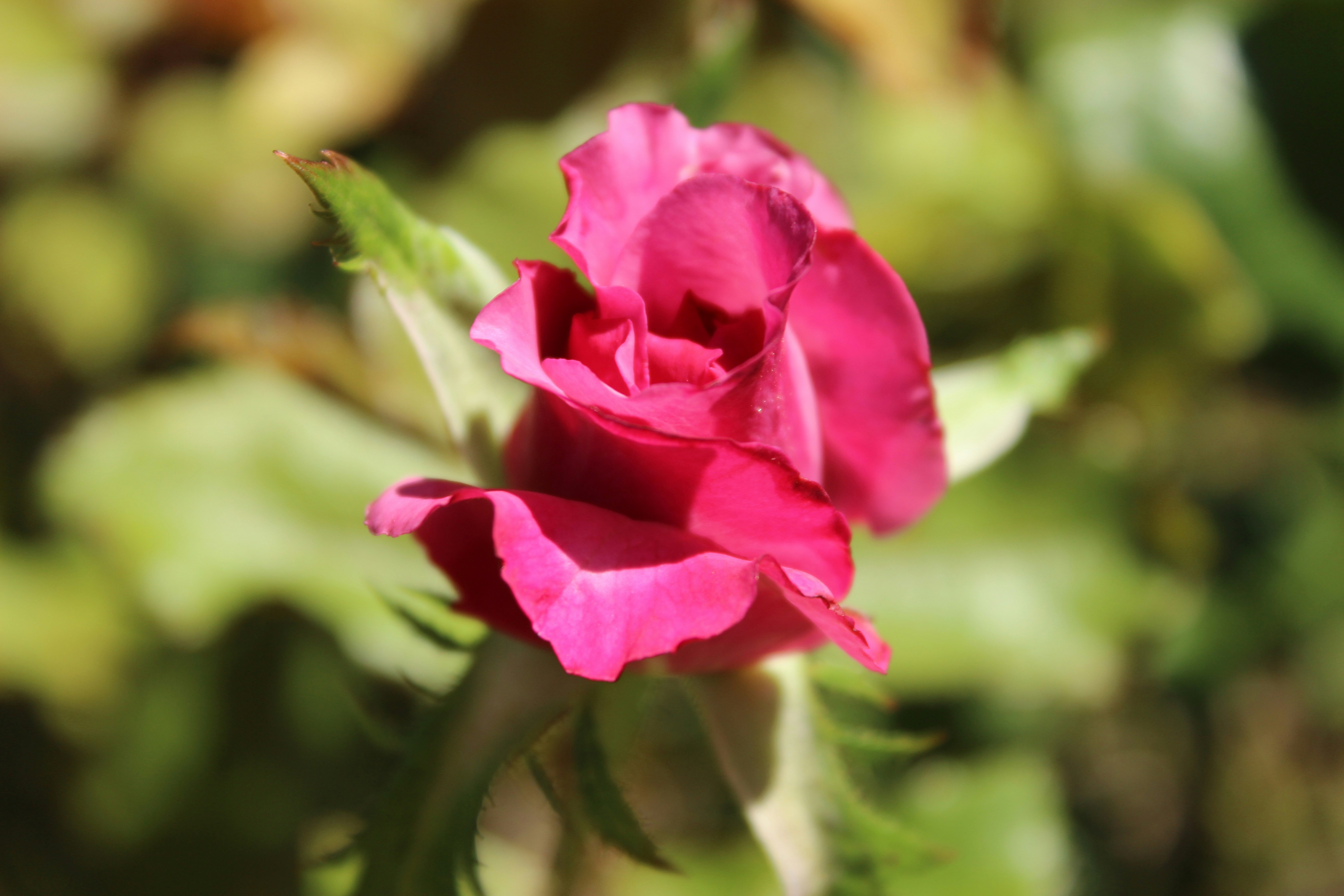 Pink Rose in Soft Focus: A Close-Up of Petal Curves and Velvet Edges