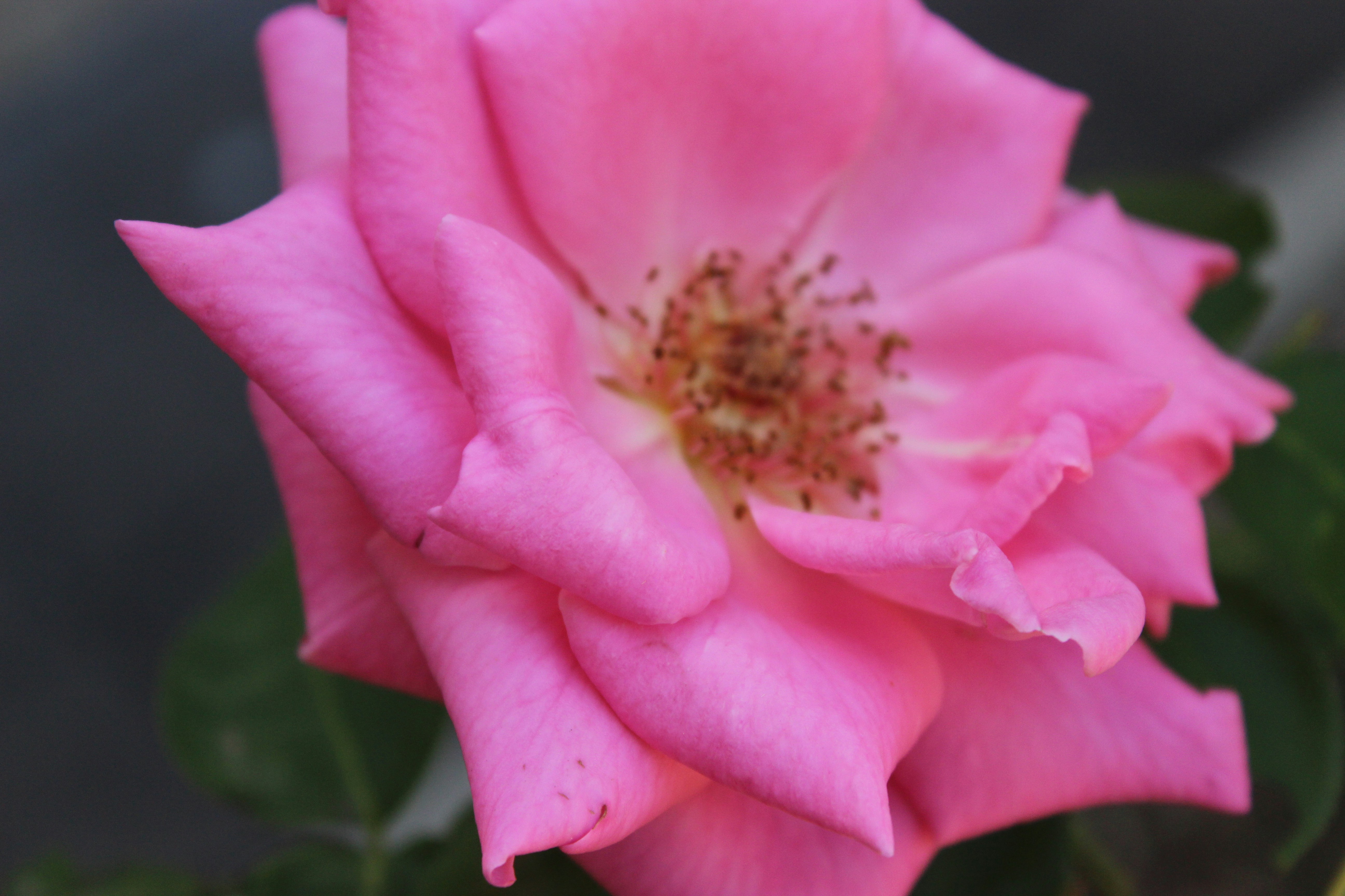 Pink Rose in Soft Focus Centerpiece