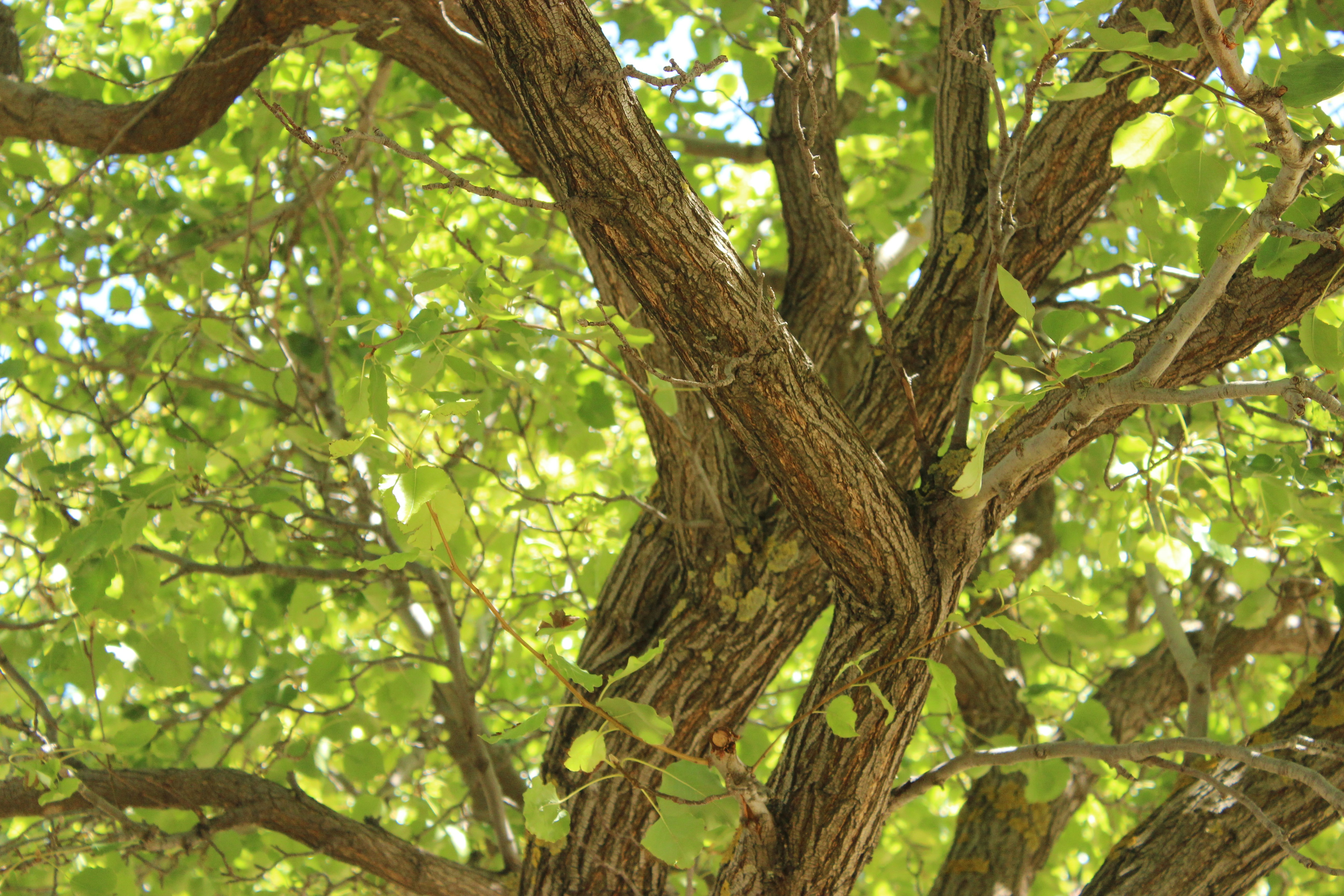 Sunlit Canopy Convergence: A Tangle of Trunks and Leaves