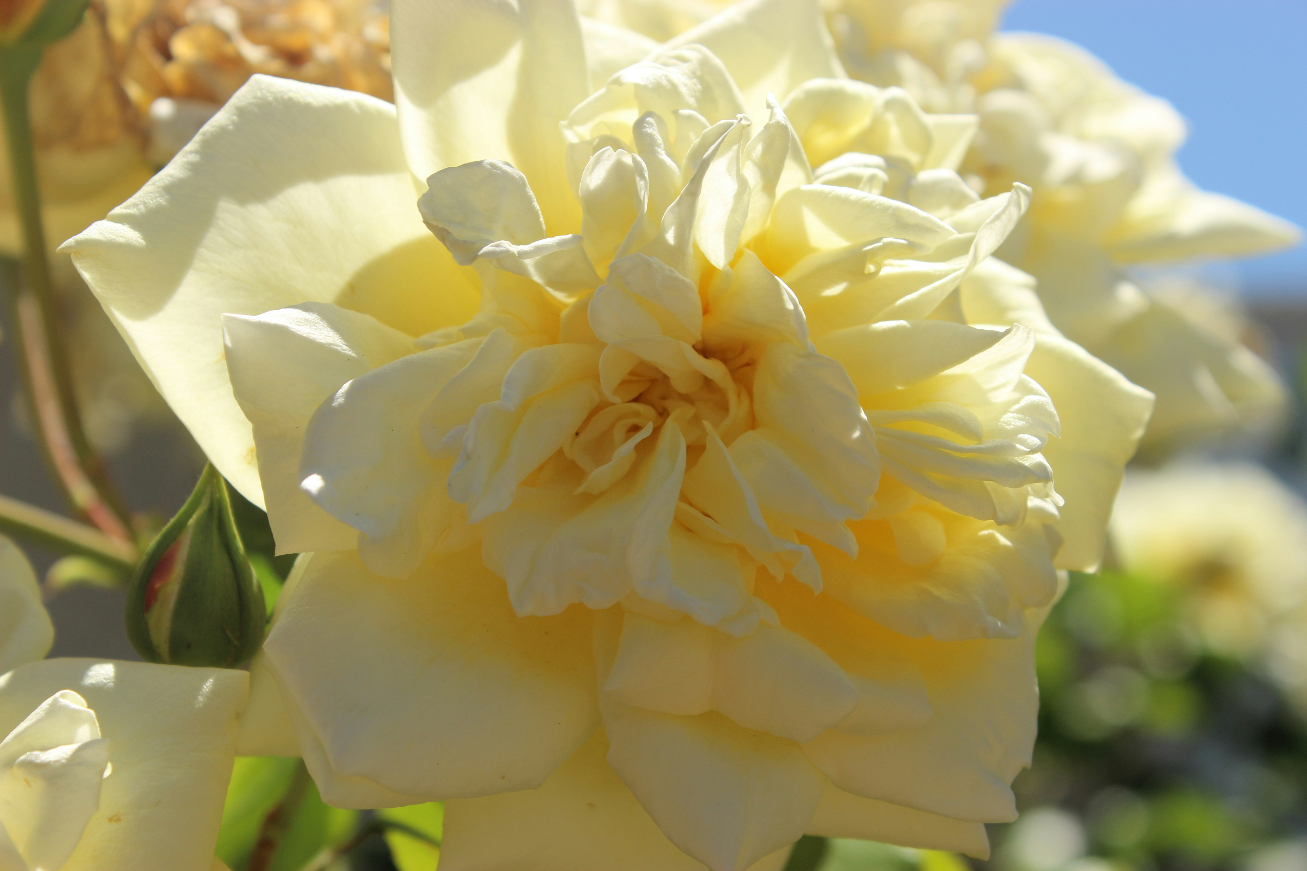 Sunlit Cream Roses: Central Petal Focus in Bloom