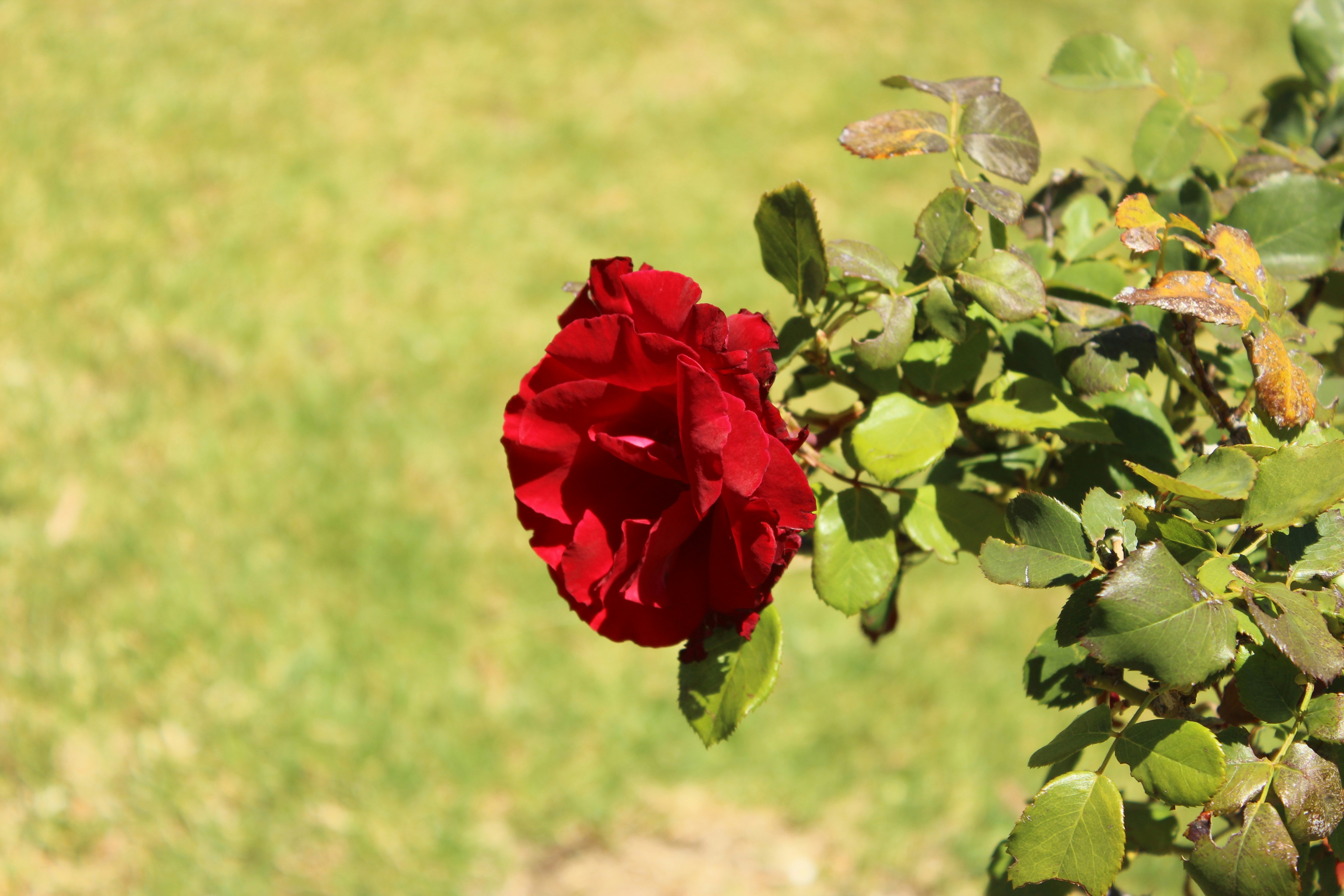 Crimson Bloom in a Summer Glade