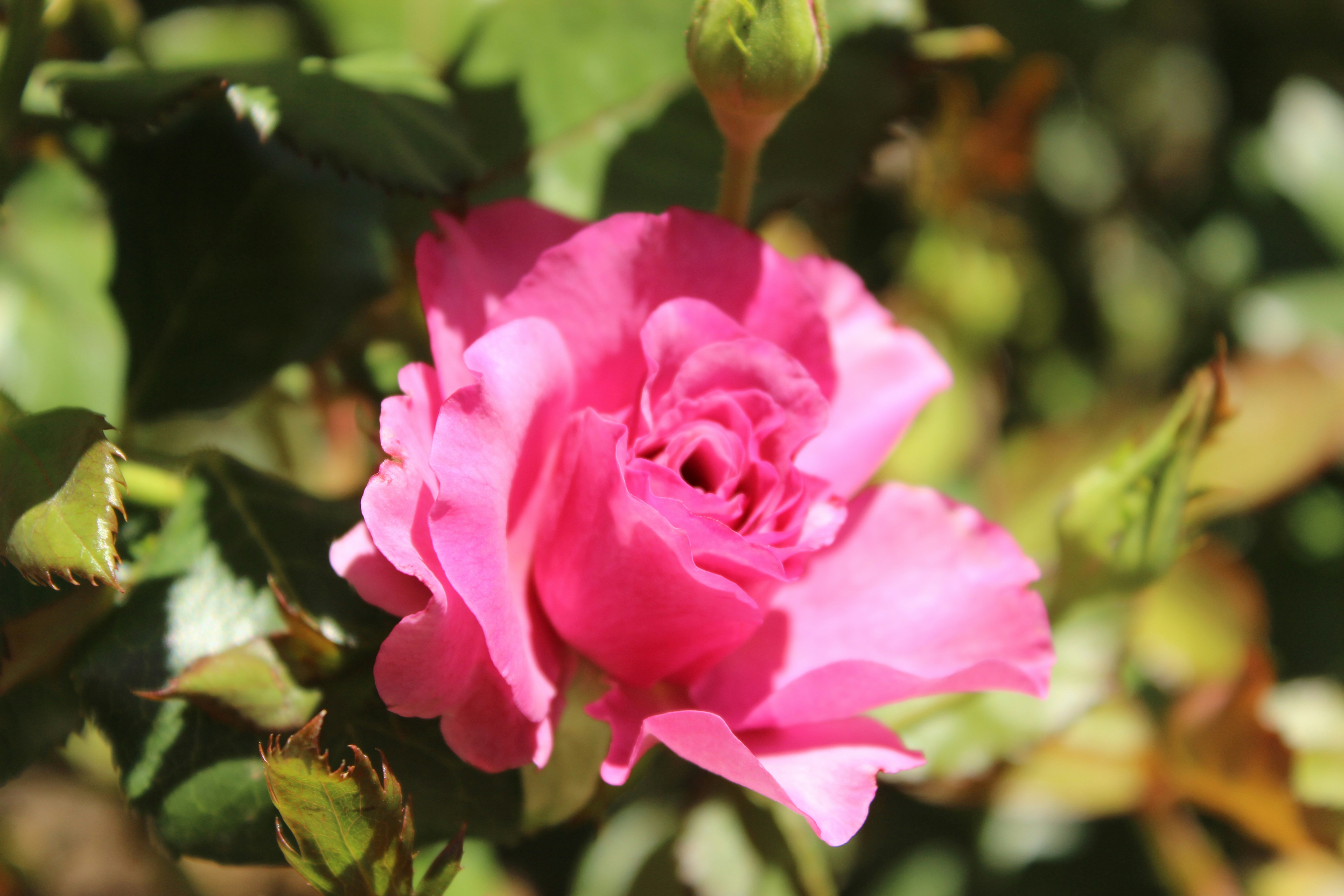 Petaled Spotlight: a vibrant pink rose in soft garden light