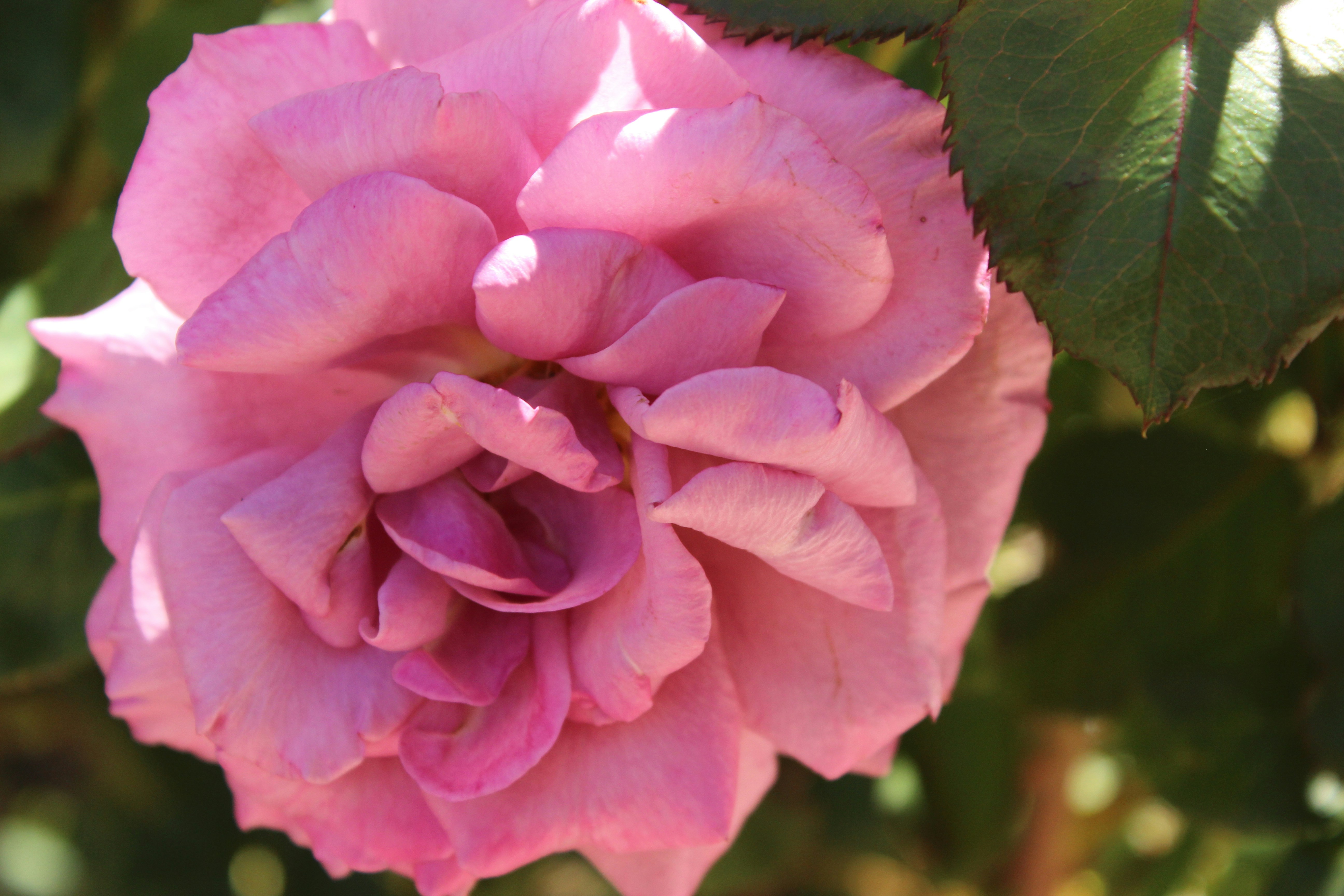 Pink rose in soft sunlight: petals unfurling toward the lens