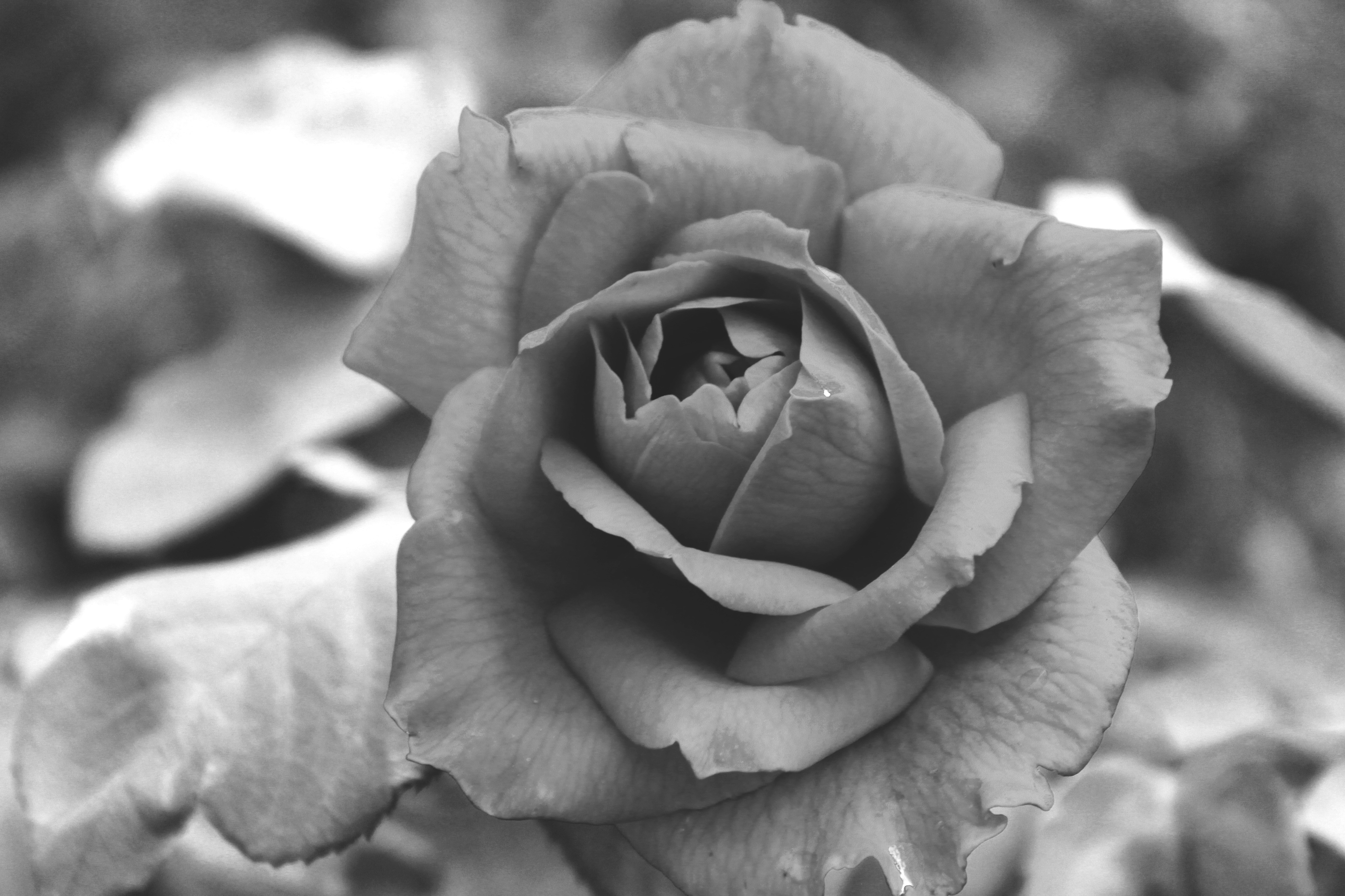 Centering Bloom: A Close-Up of a Rose in Soft Focus