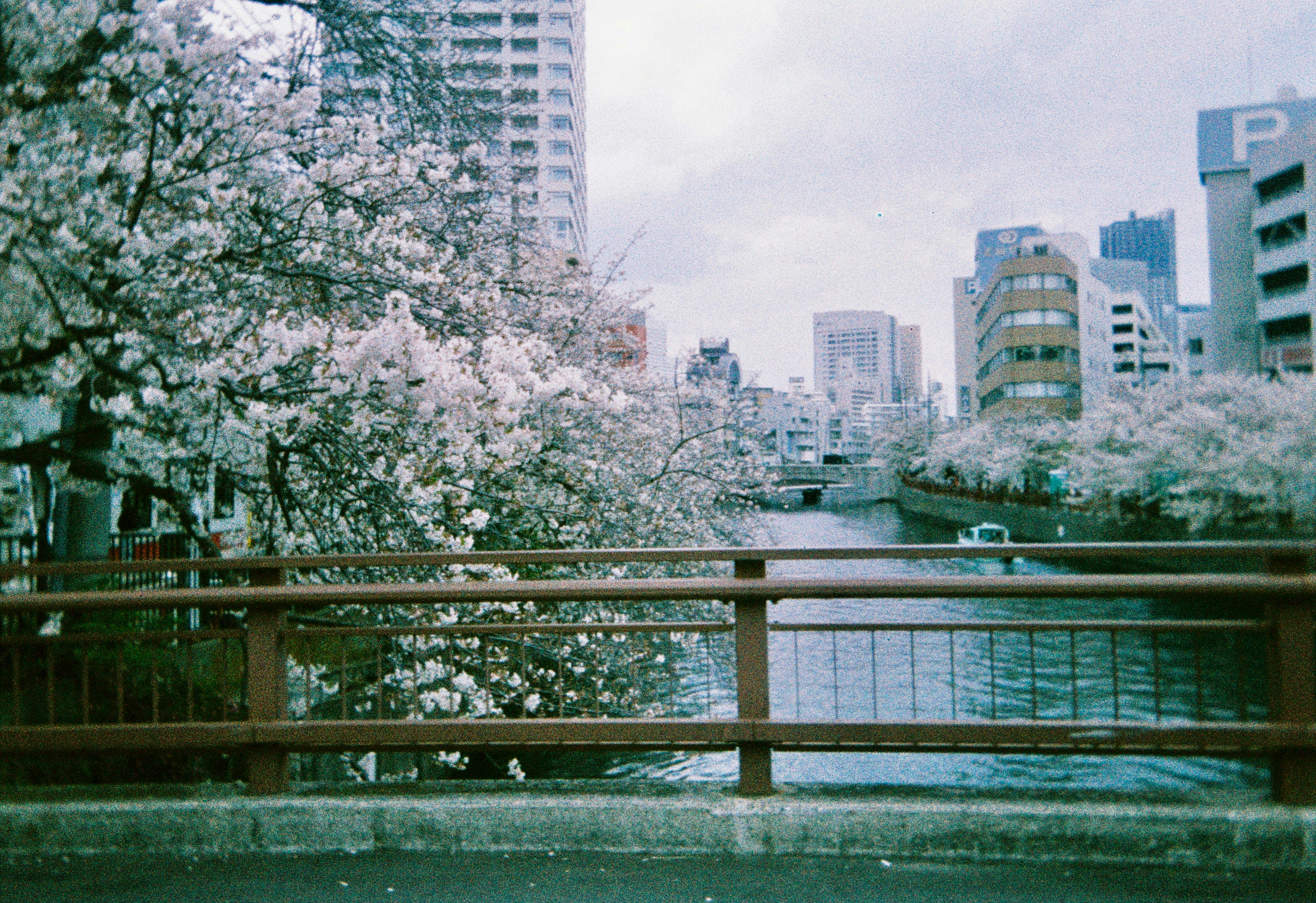 Blossoms by the Bridge: Urban Canal framed by springtime trees