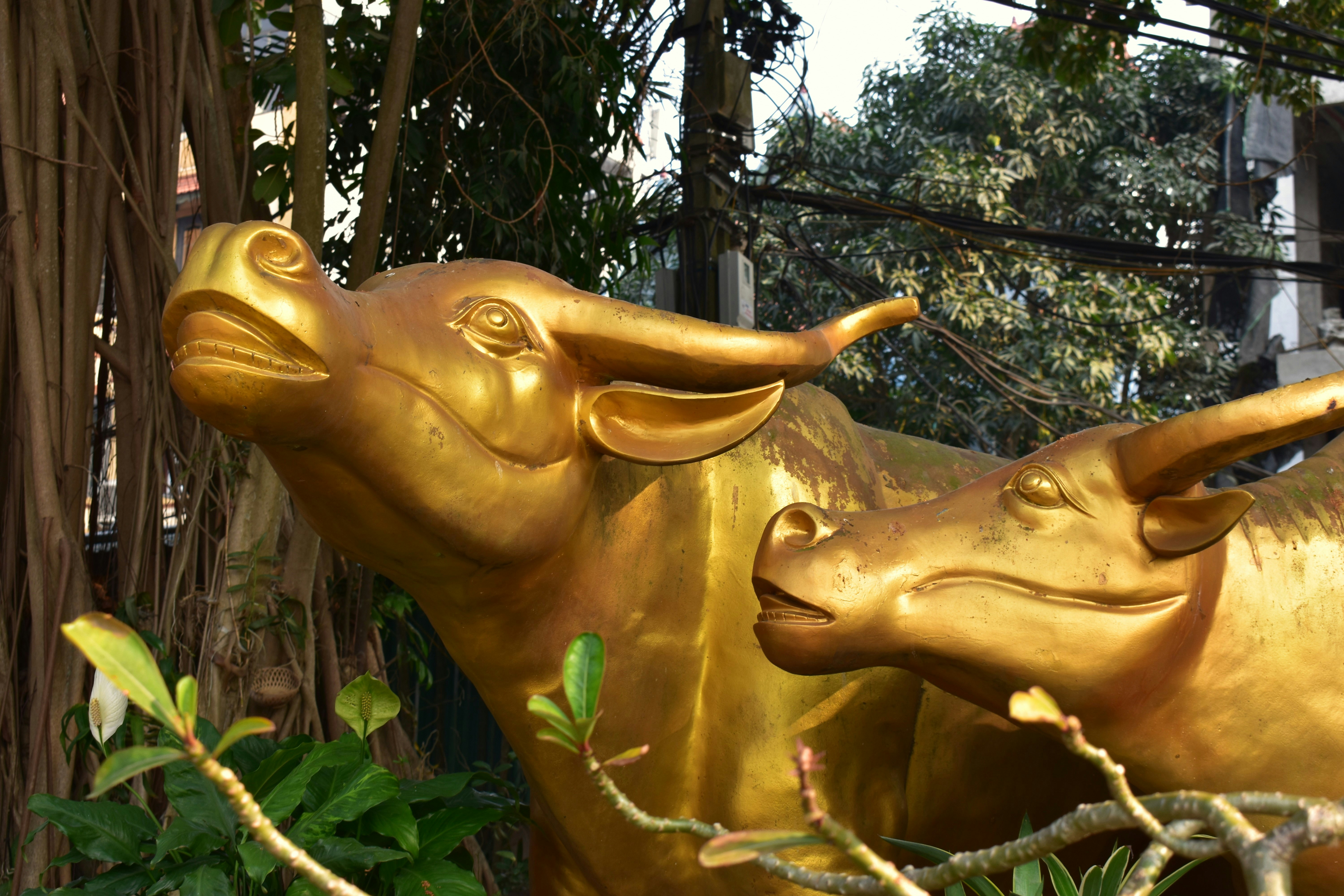 Golden Duo of Gilded Momentum