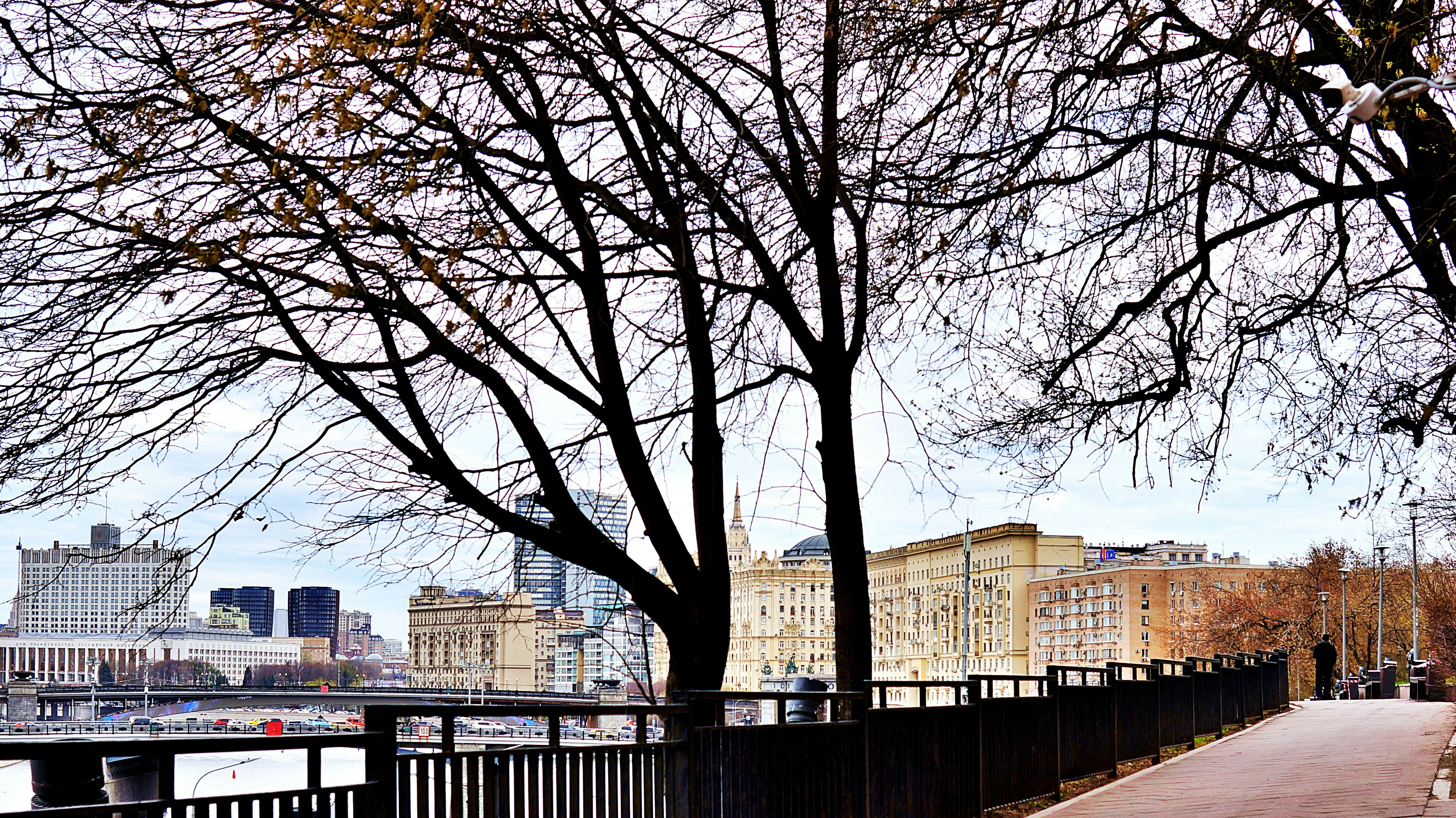 Along the Riverside Promenade: Cityscape Framing Beneath a Bare-Branch Canopy
