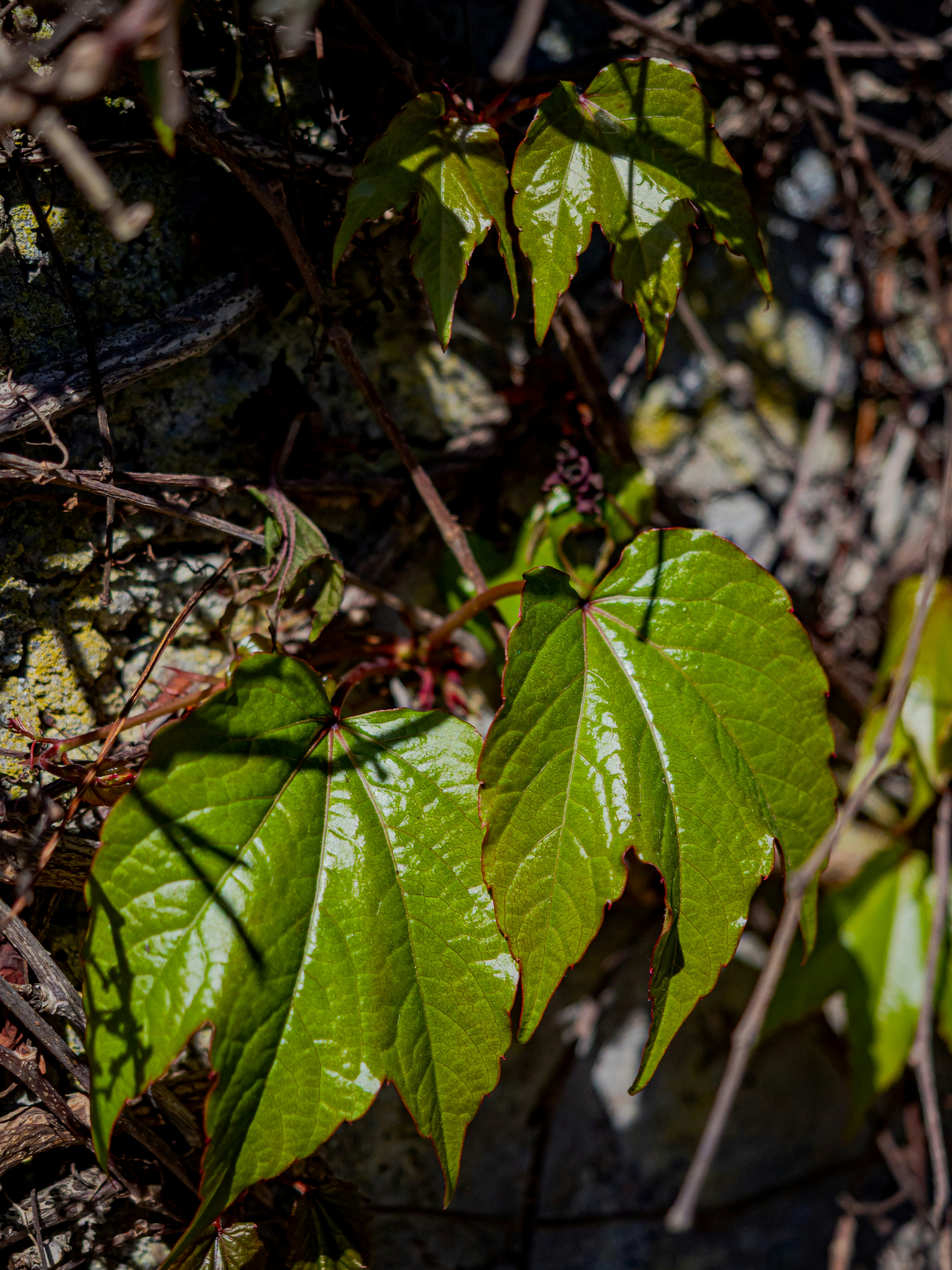 Vibrant Green Leaves Clinging to a Weathered Stone Wall