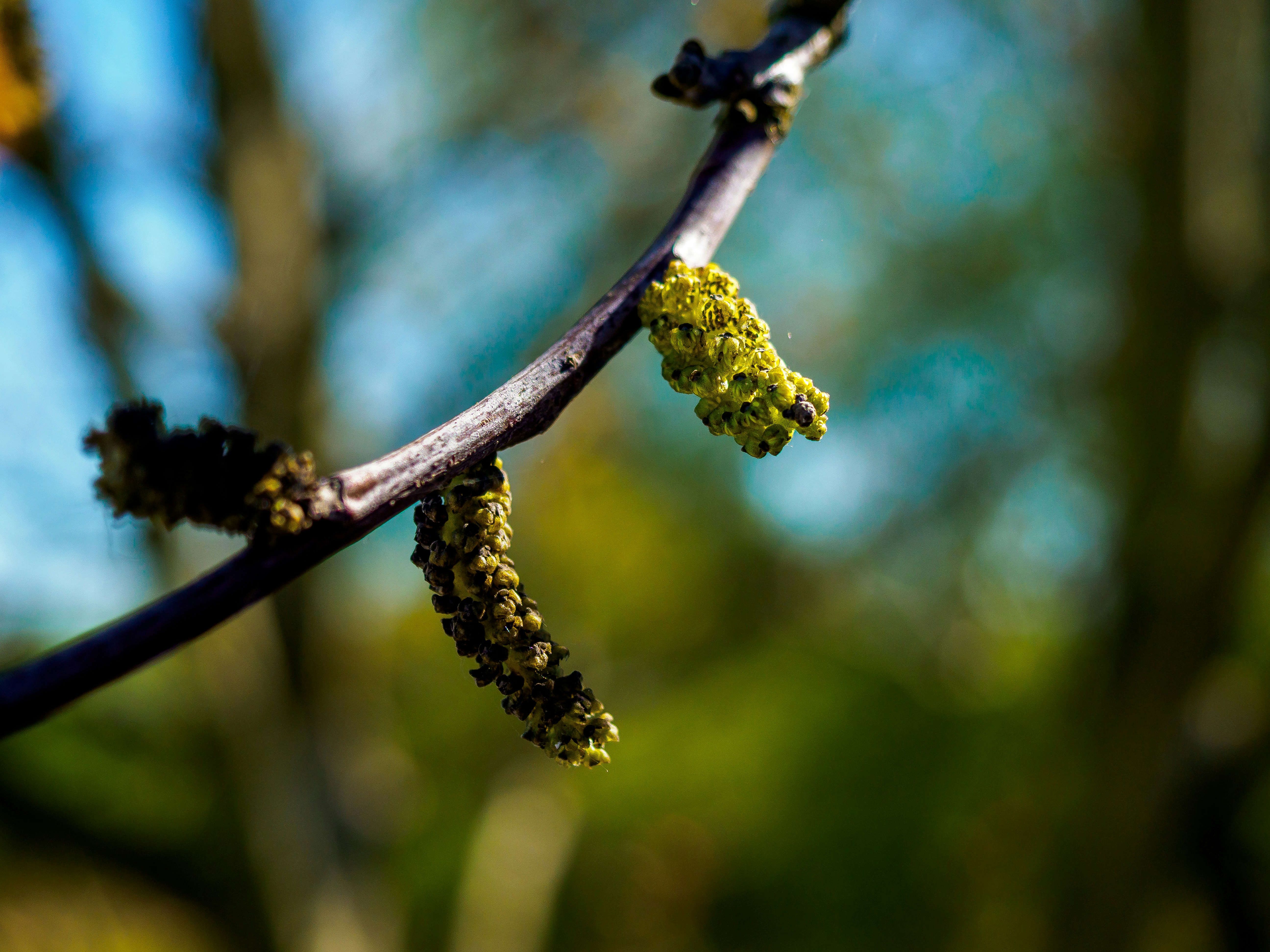 Spring Catkins in Focus: A Close-Up of Life on a Branch