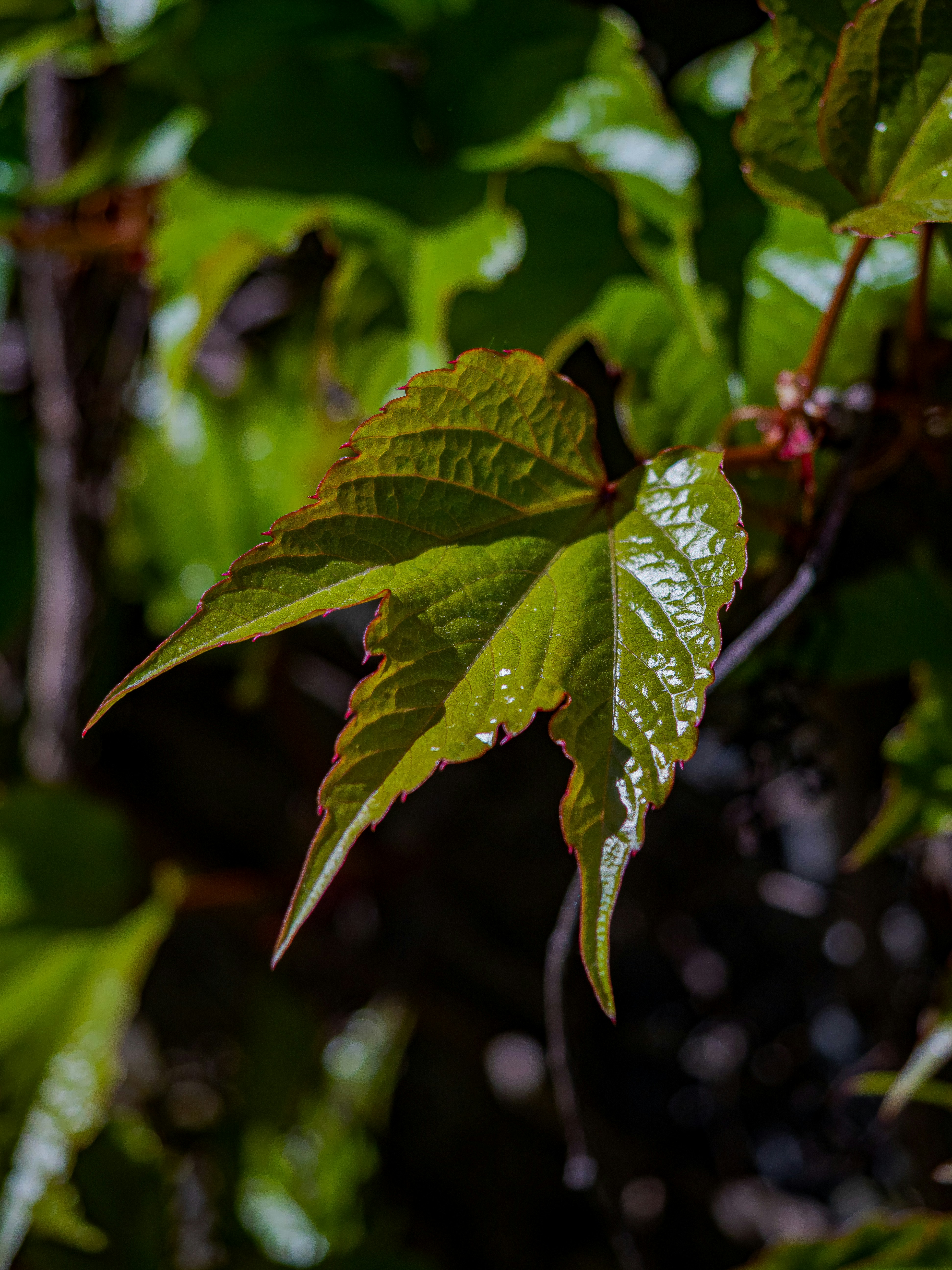 Emerald Leaf in Focus: A Close Portrait of Serrated Green Vines