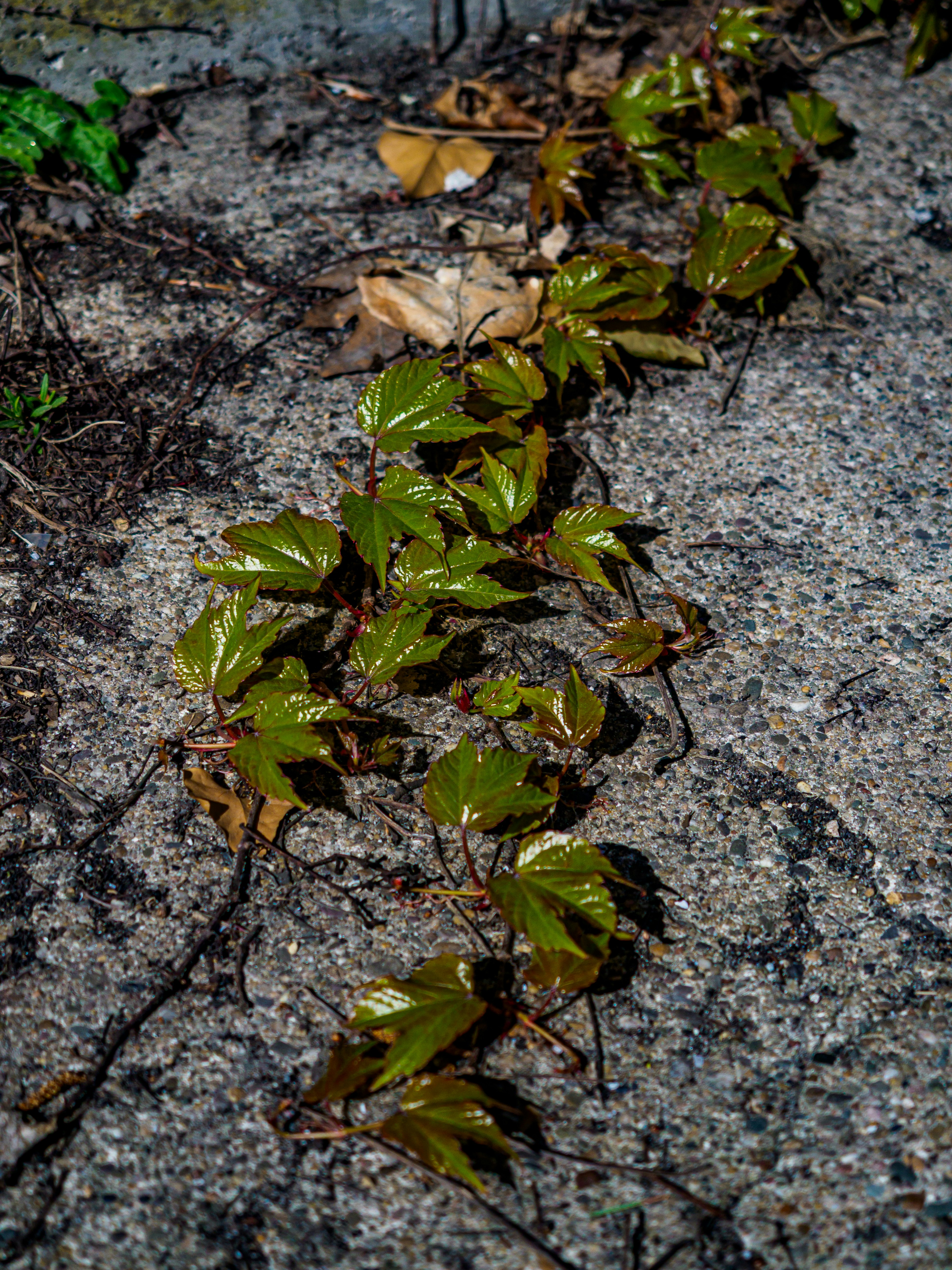 Trailing Green Vines Reaching Across Dappled Concrete