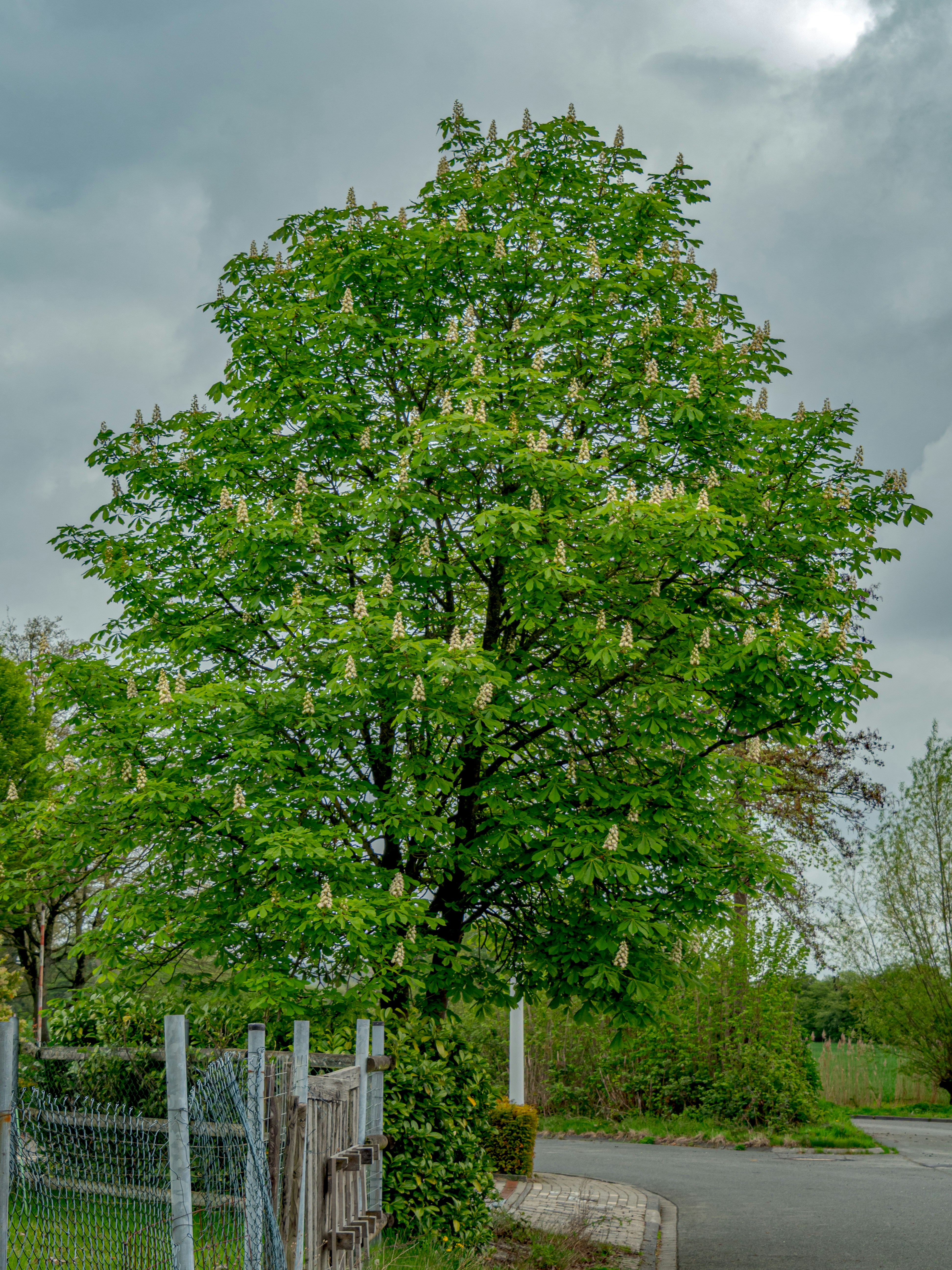 Verdant Sentinel: A Row of Blossoming Trees by the Quiet Path