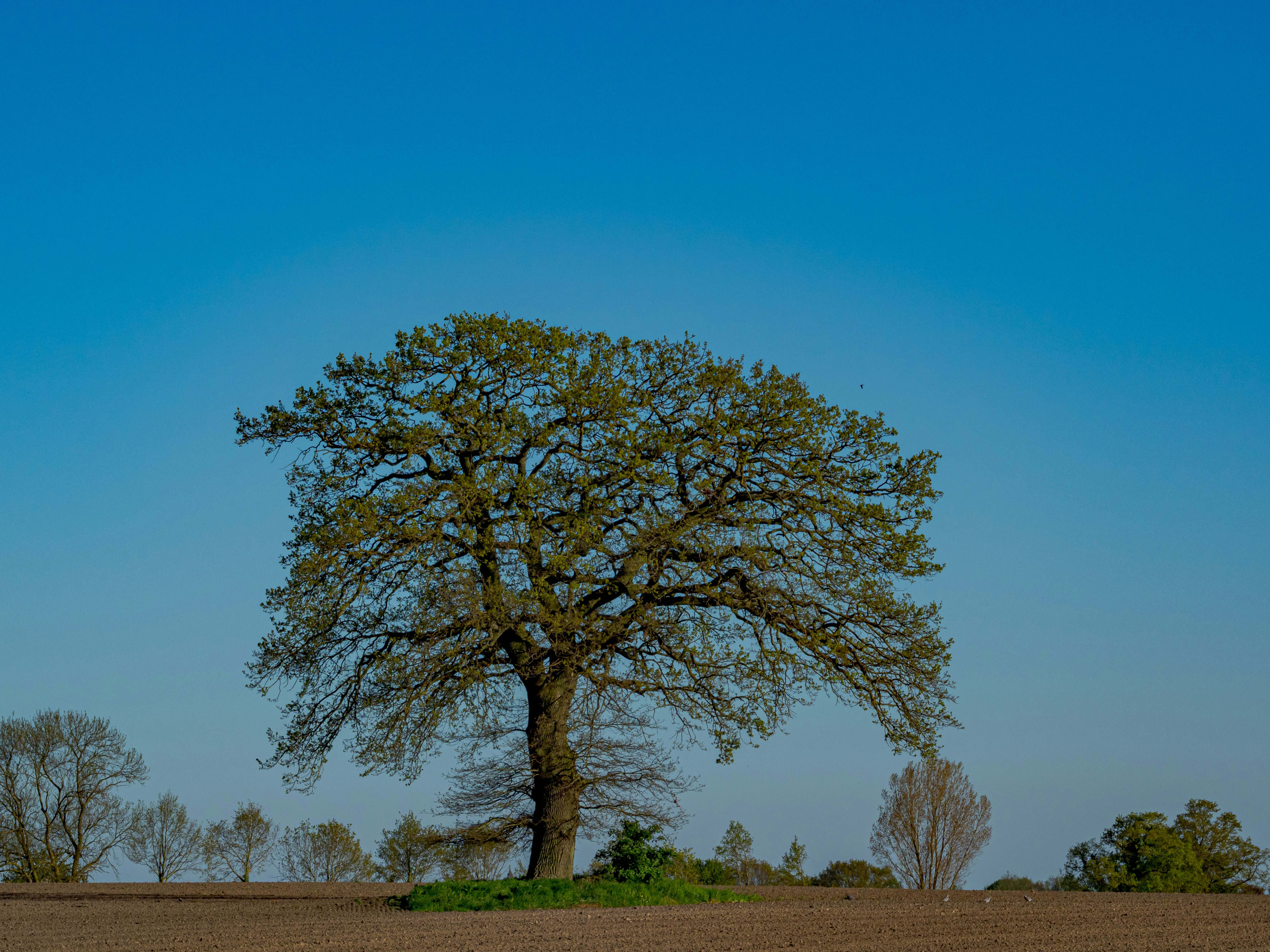 Old World Sentinel: A Lone Tree Under a Clear Blue Sky