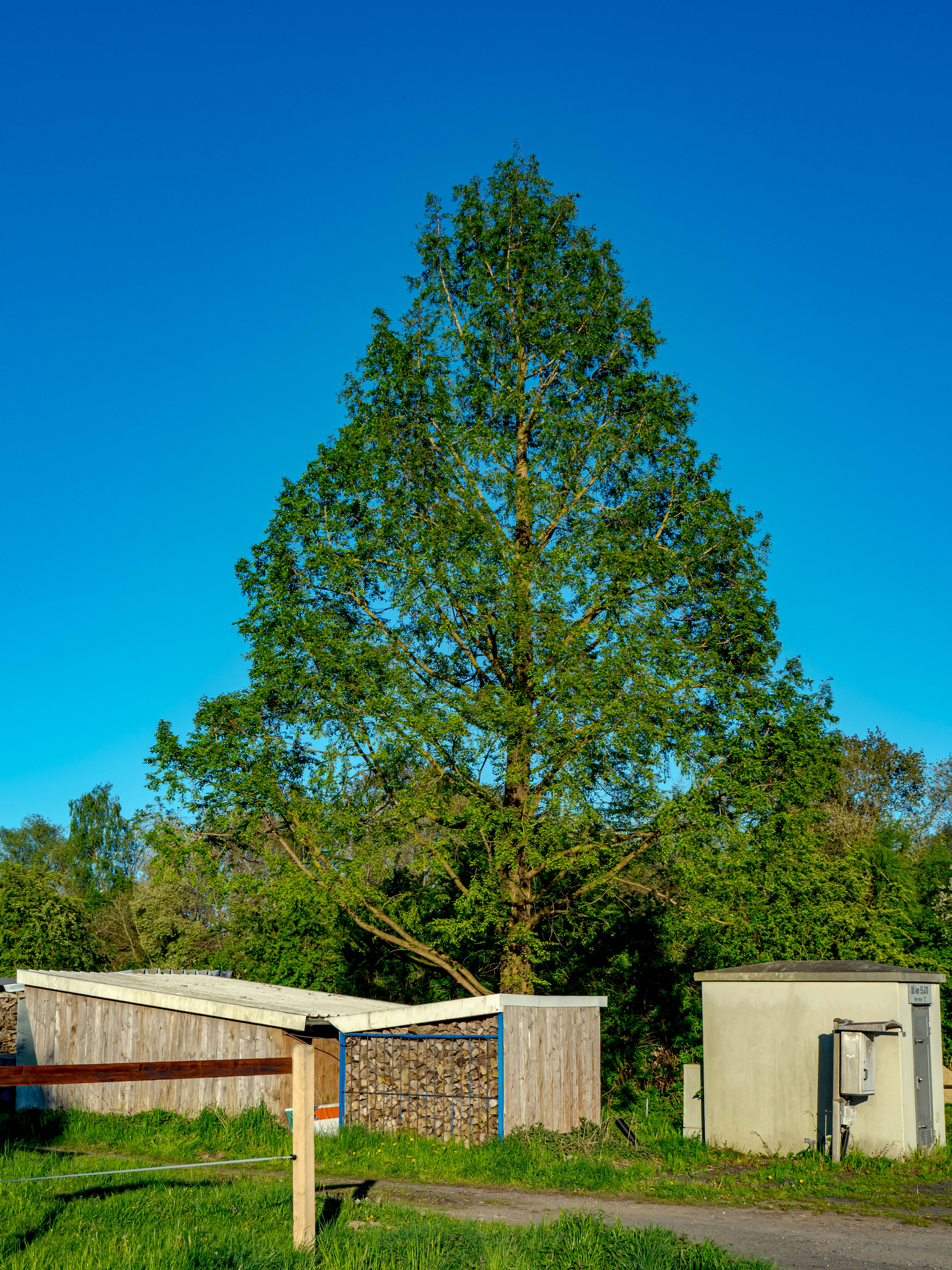 Civic Tree: Quiet Alleyway Backdrop under a Blue Sky