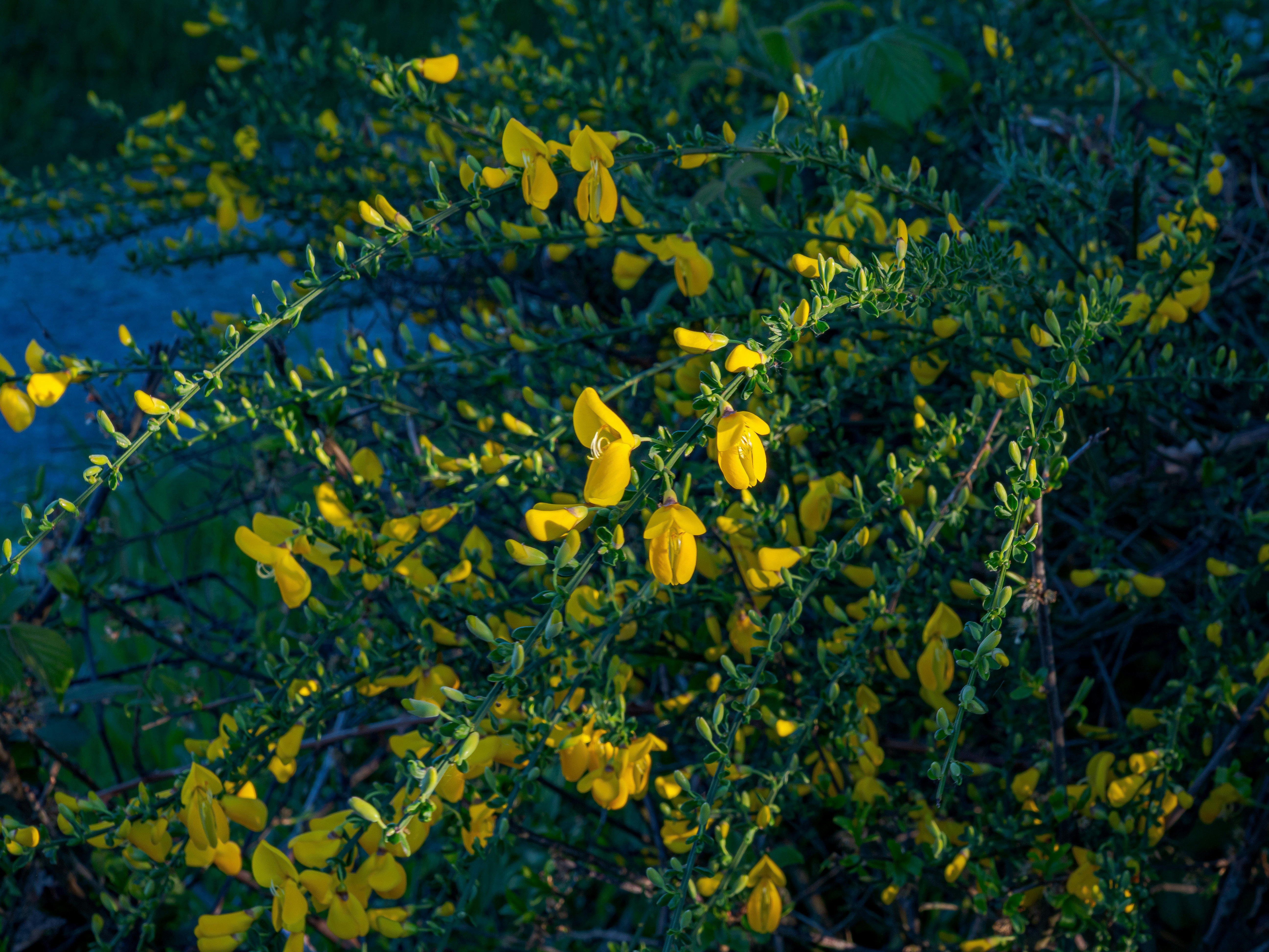 Golden Blooms in a Shadowed Hedge