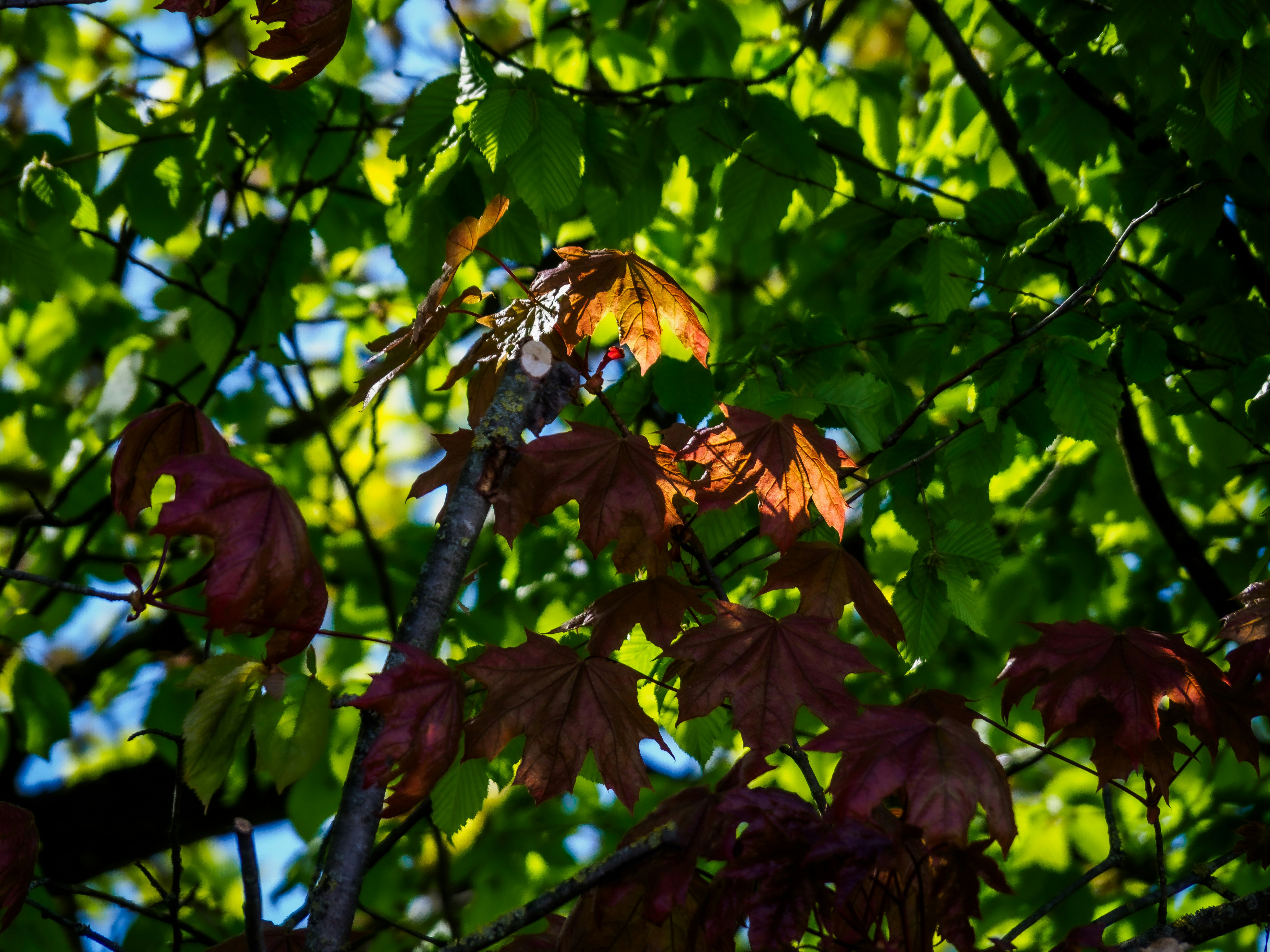 Sunlit Crimson Leaves Through a Lush Green Canopy