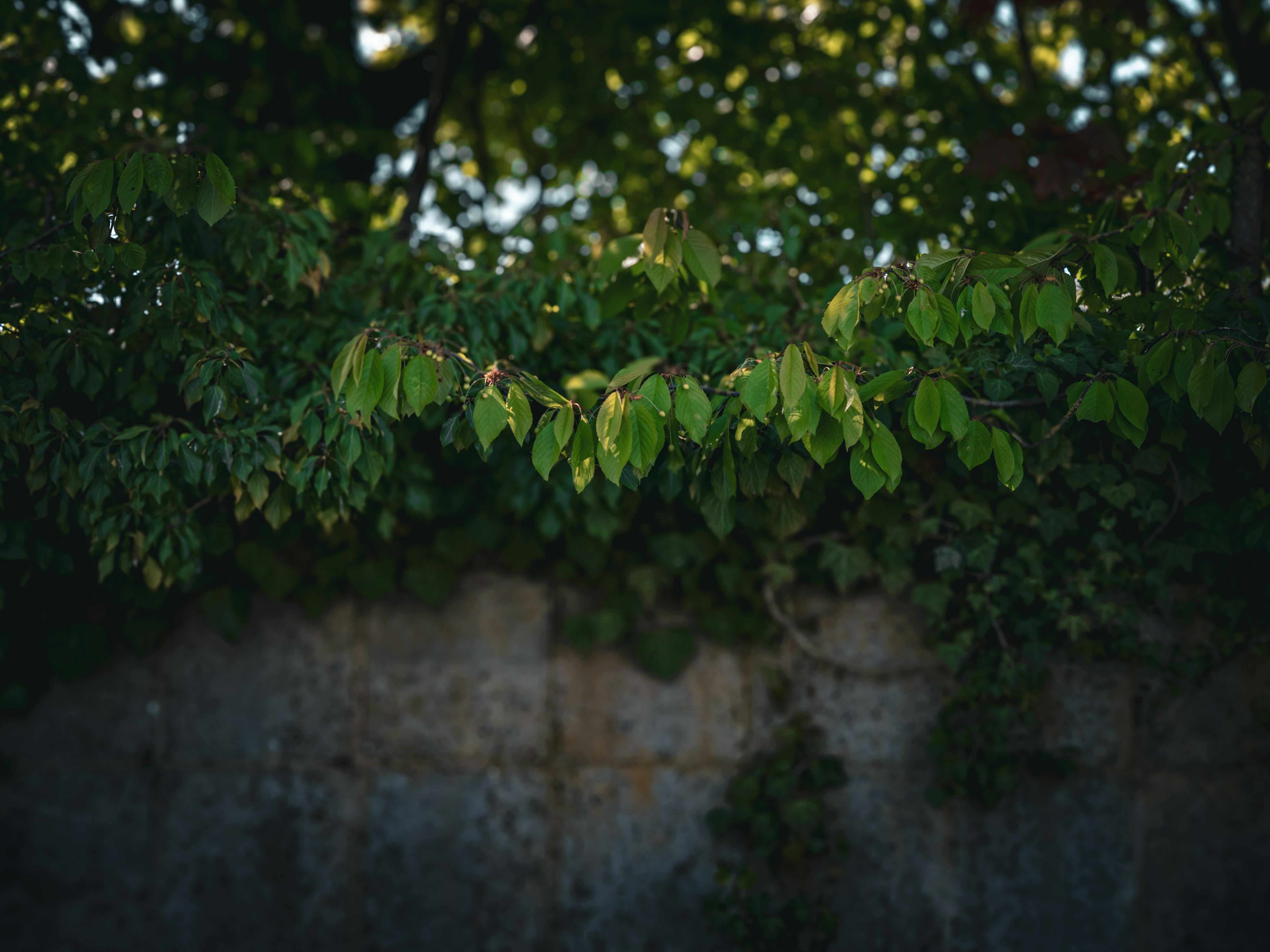 Low-Hanging Greenery Over a Weathered Wall