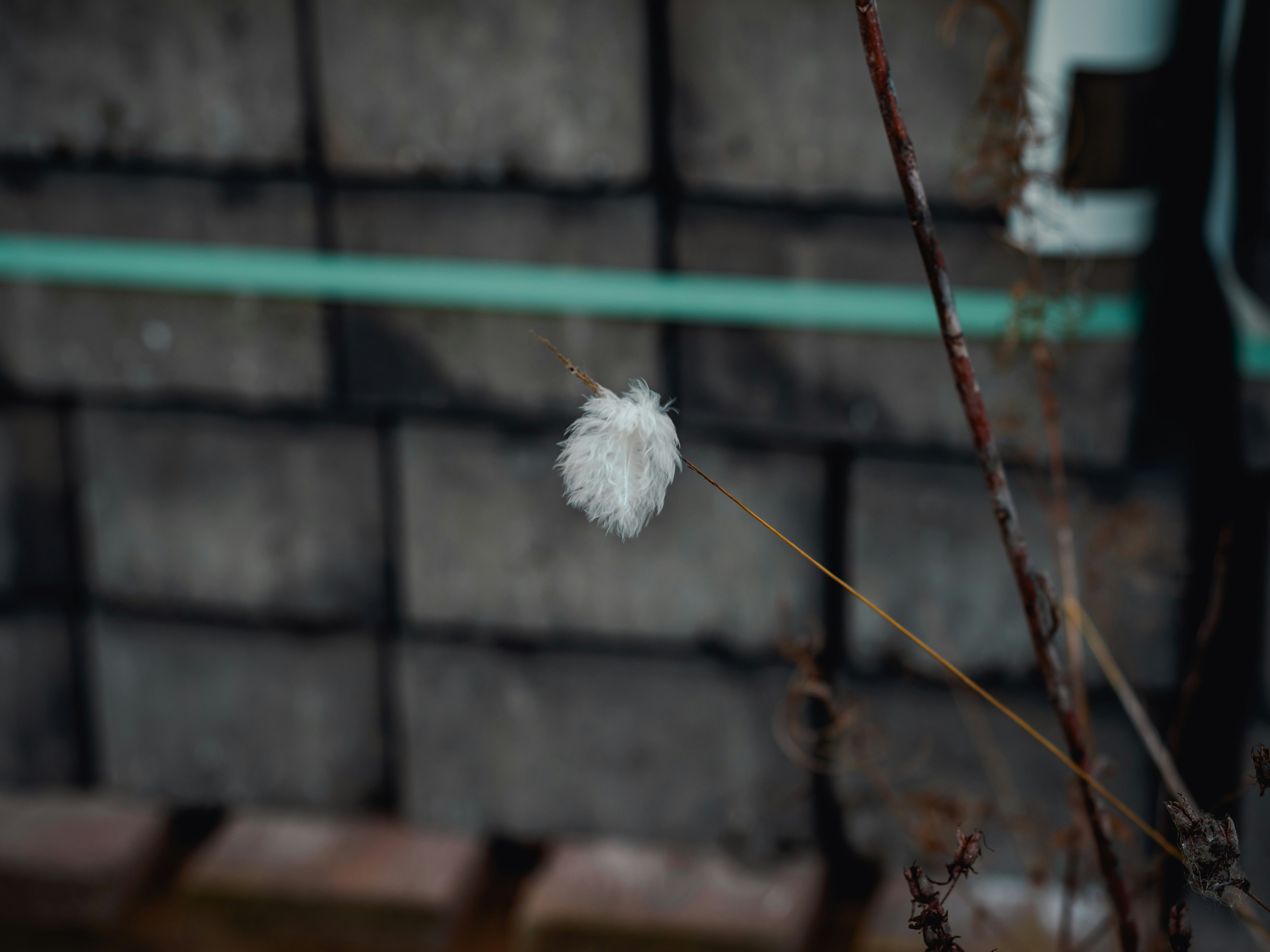 Barestem in a Quiet Alley: A Dandelion Ballad Between Concrete and Wire