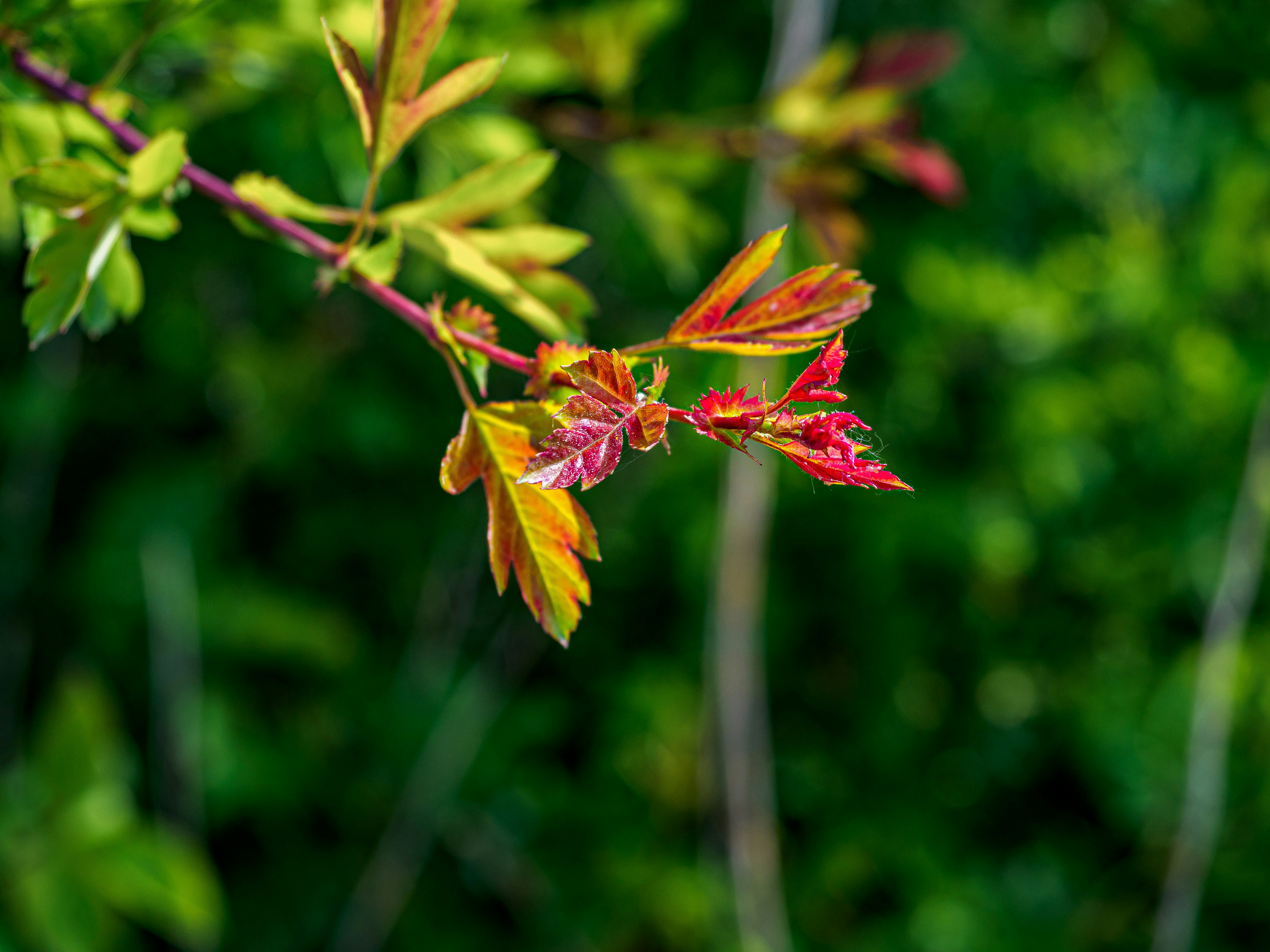 Autumnal Tendril: A Burst of Red Amid Green