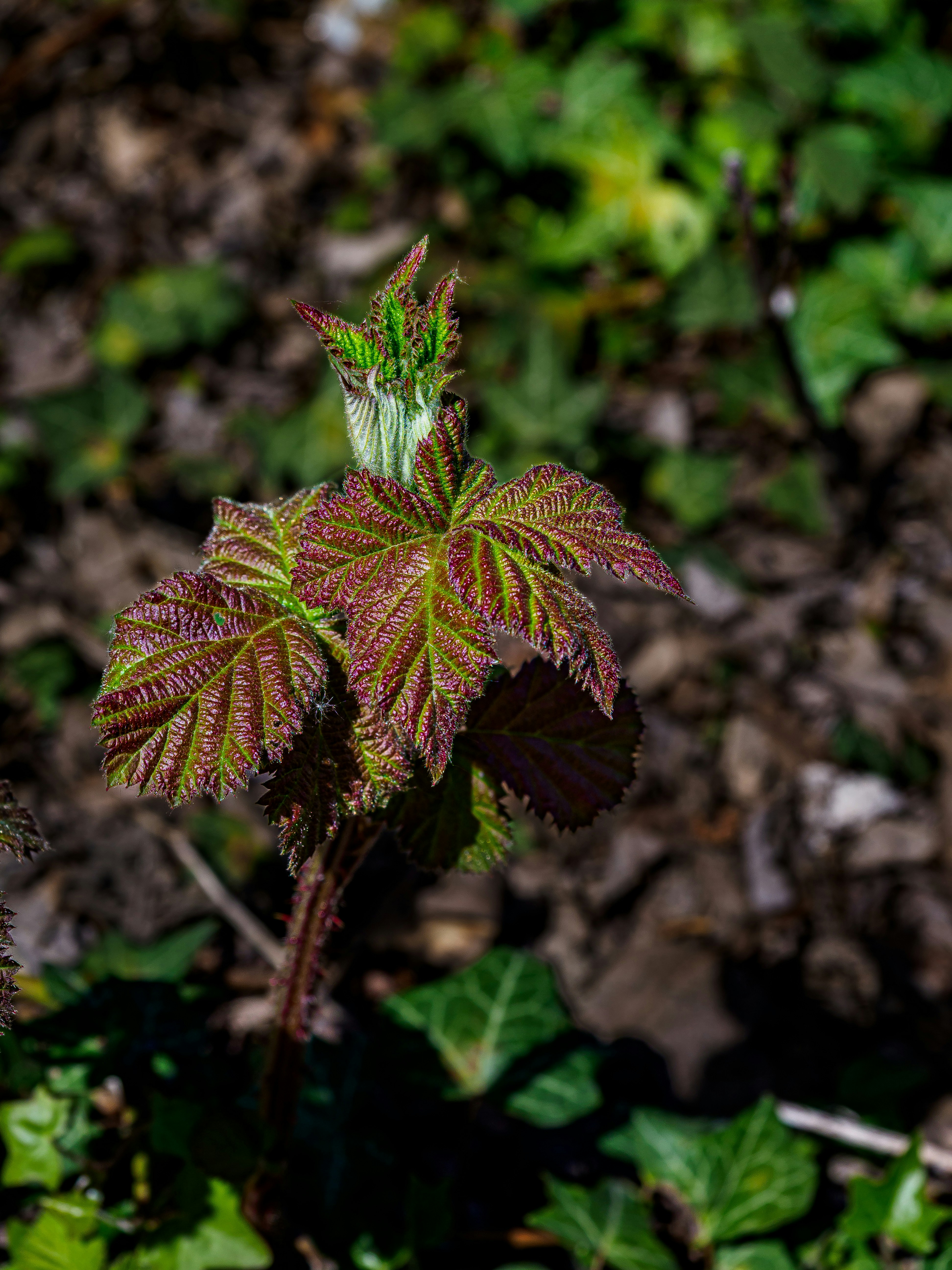 Emerald Vein: New Growth Against a Forest Floor