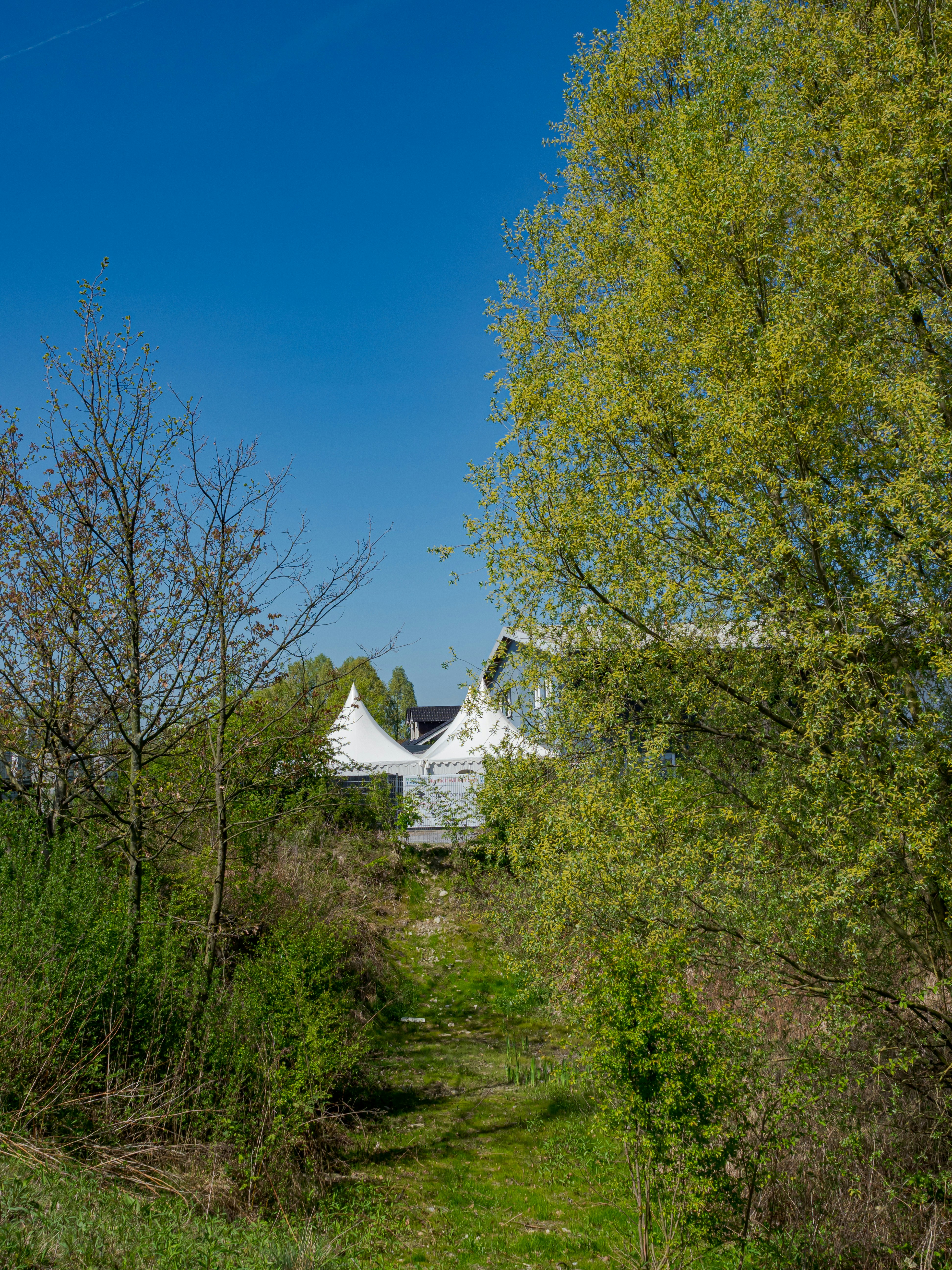 Green Corridor to a Modern Canopy
