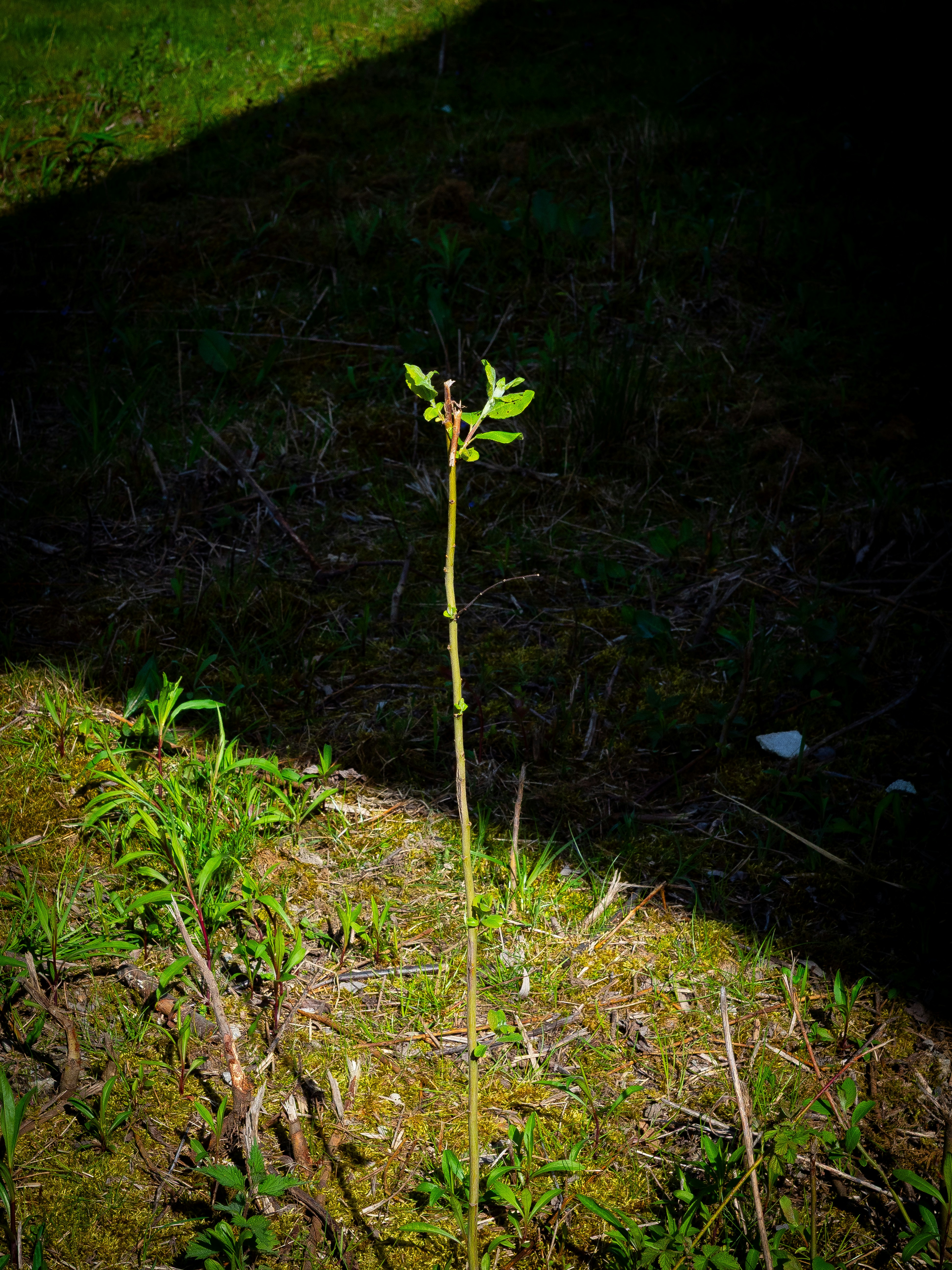 Lone Seedling Reaching Toward the Light