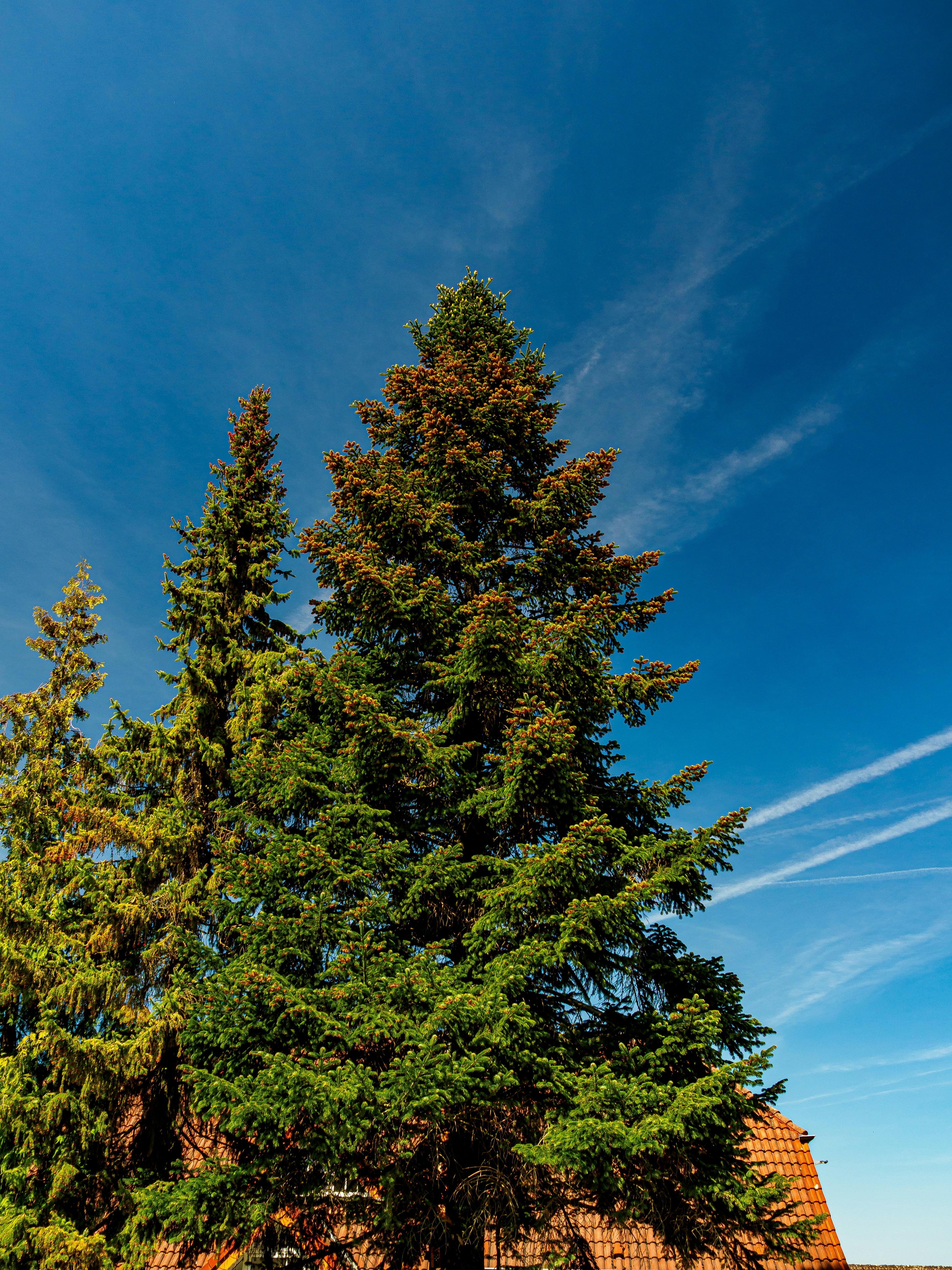 Evergreen Sentinel Under a Clear Blue Sky