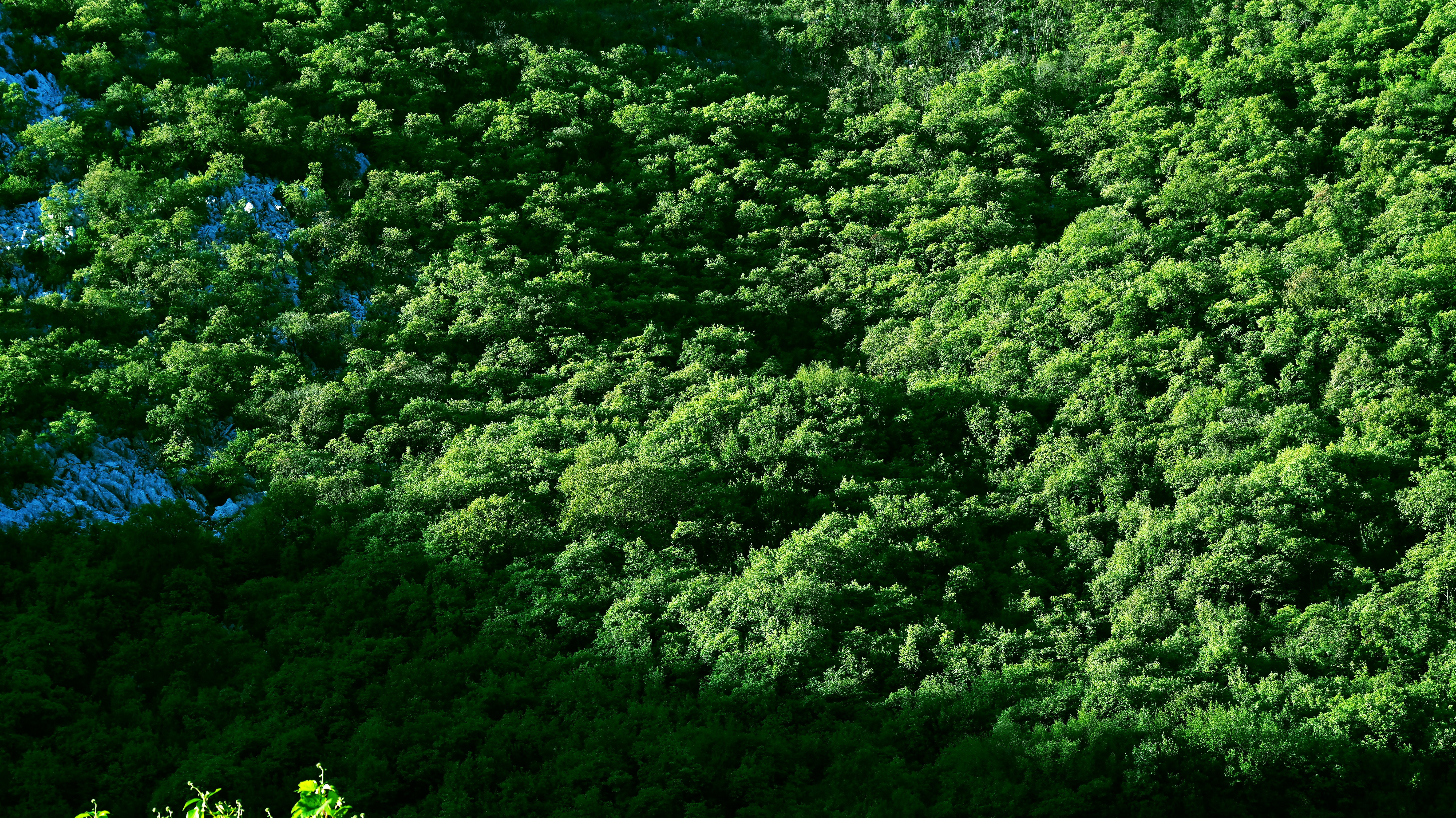 Sunlit Canopy Swell over a Quiet Green Slope