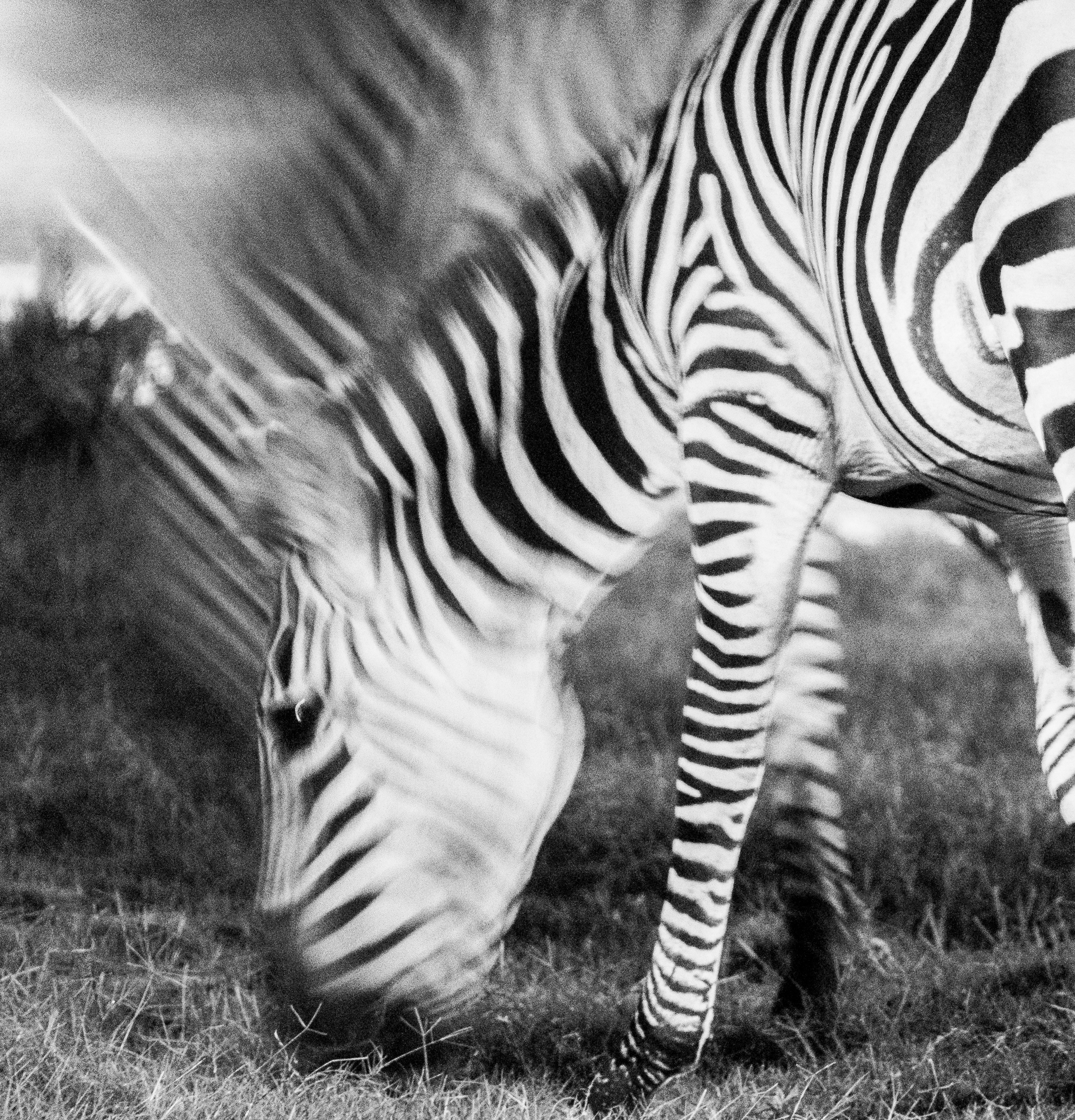 Zebras at Dusk: Stripes in a Quiet Grazing Moment