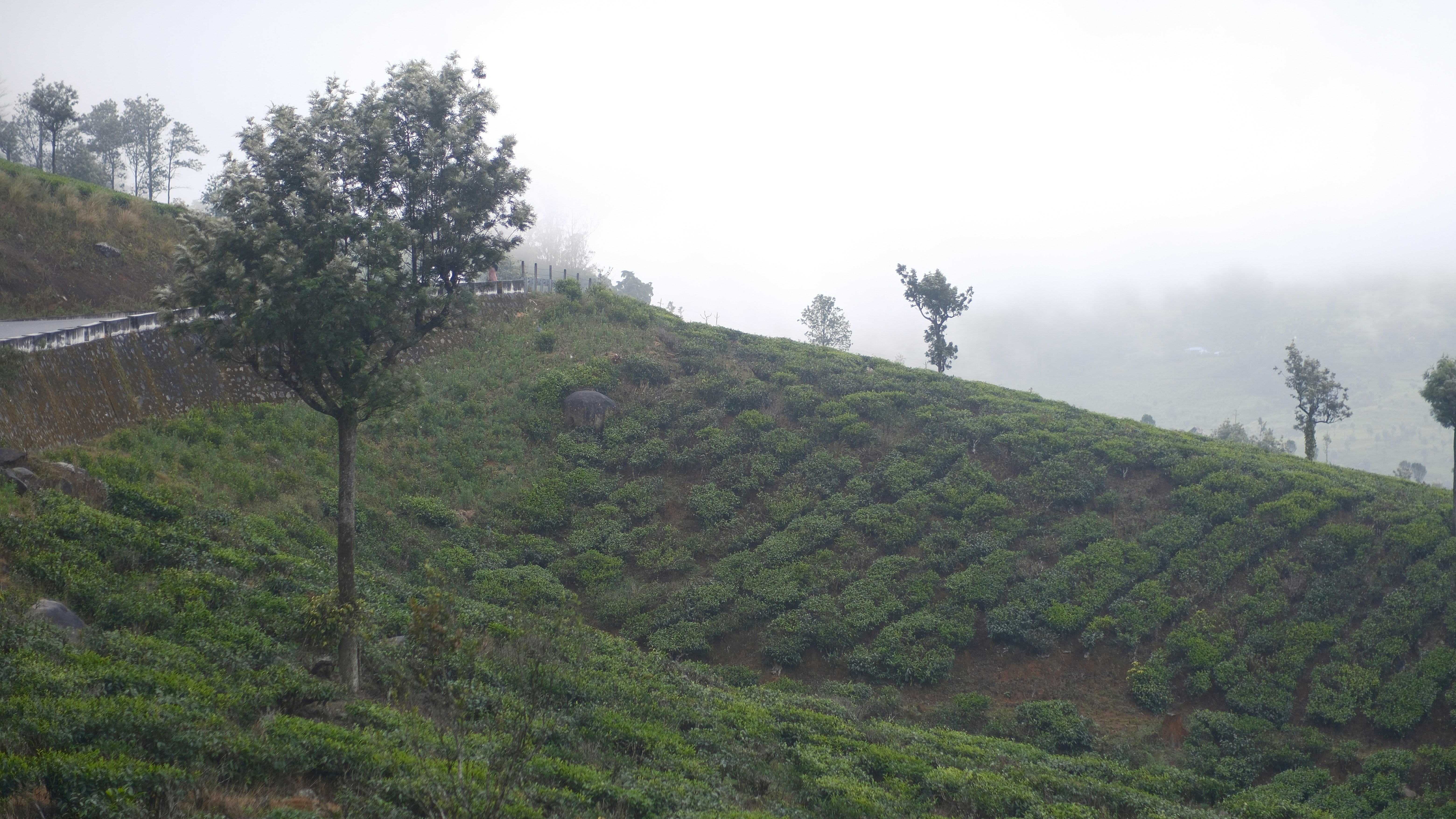 Mist-Laced Tea Terraces on a Quiet Ridge