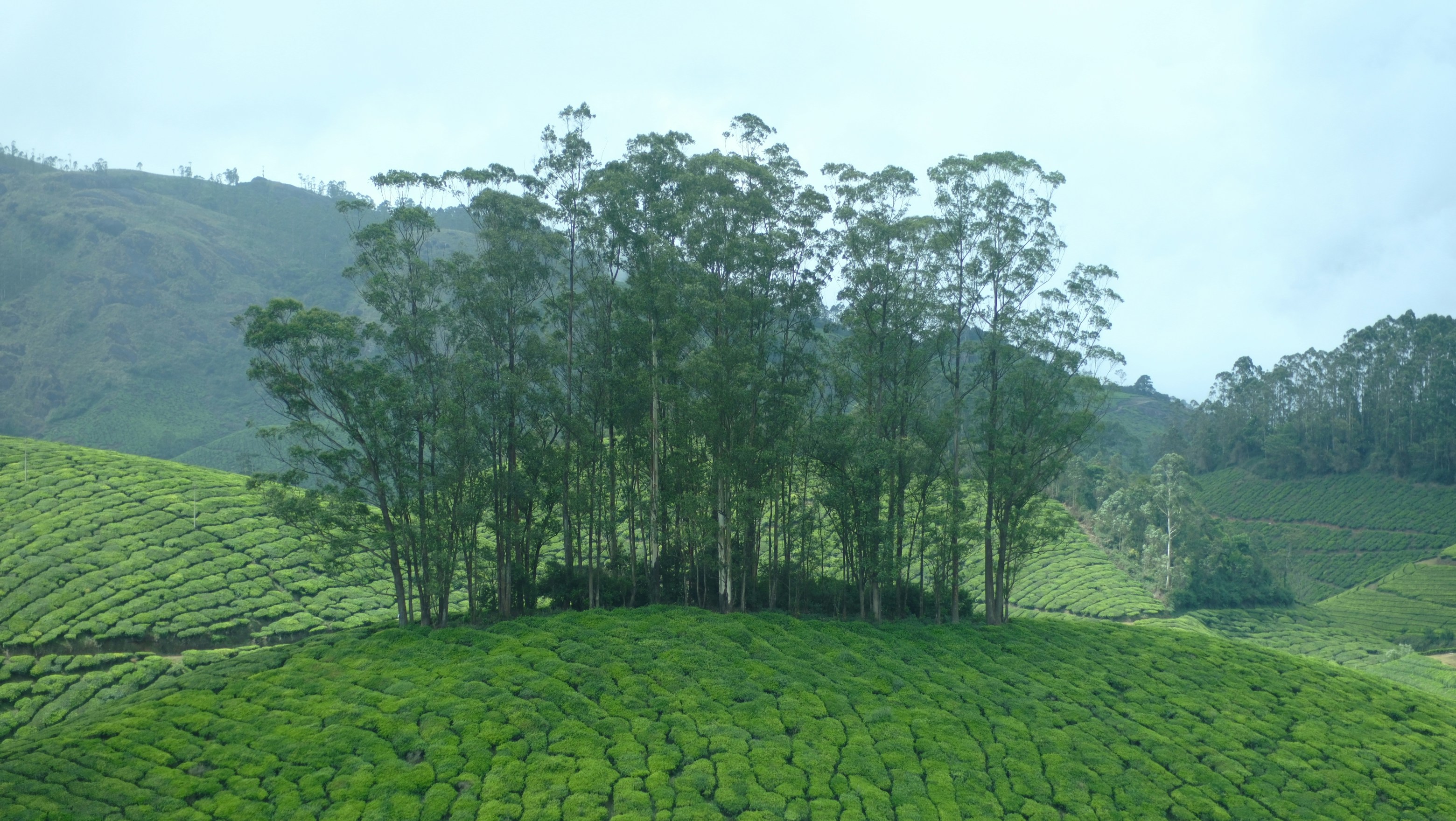 Cluster of slender trees rising from a lush tea-green hillside