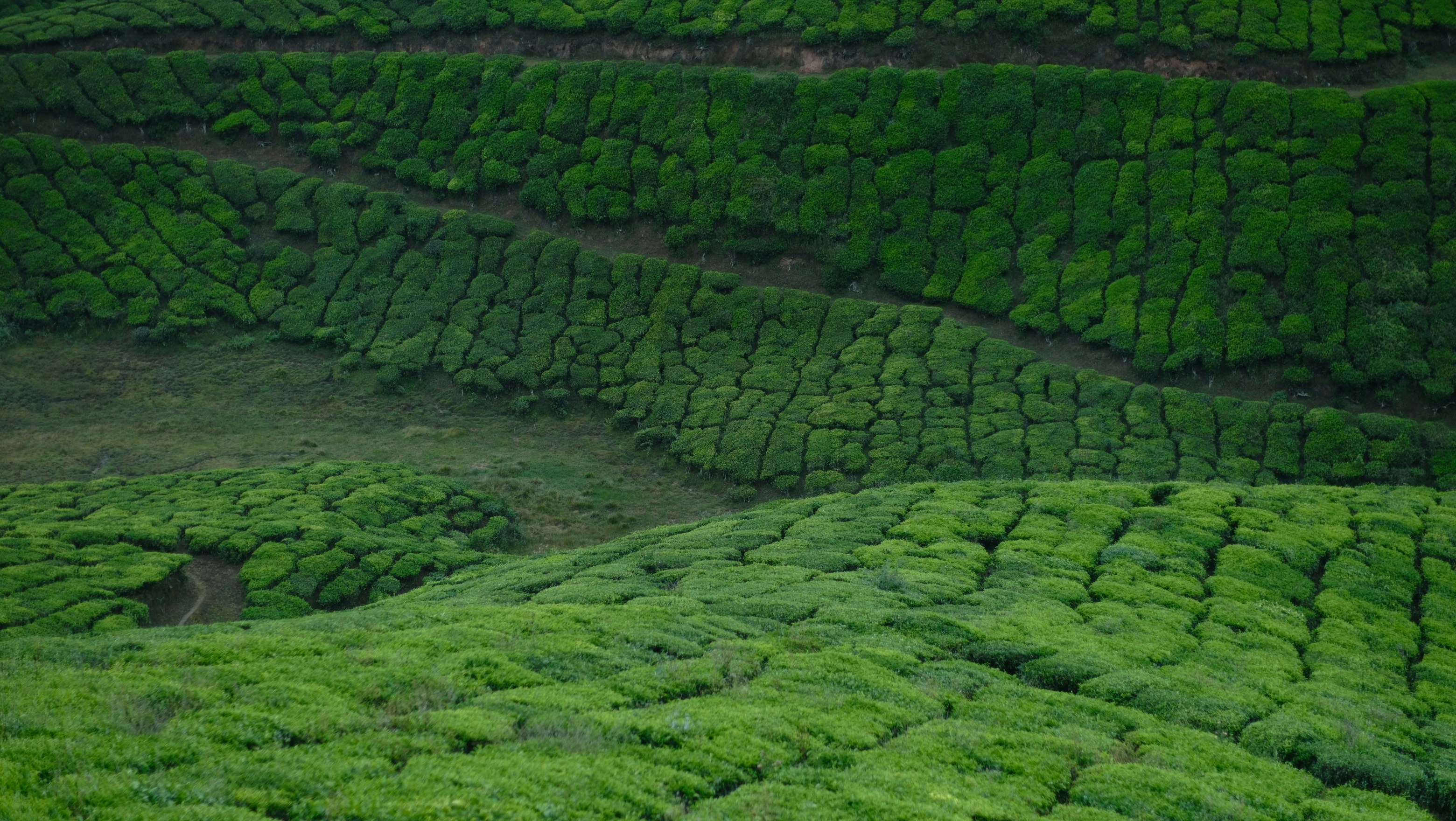 Emerald Terraces: A Sea of Green Ridges