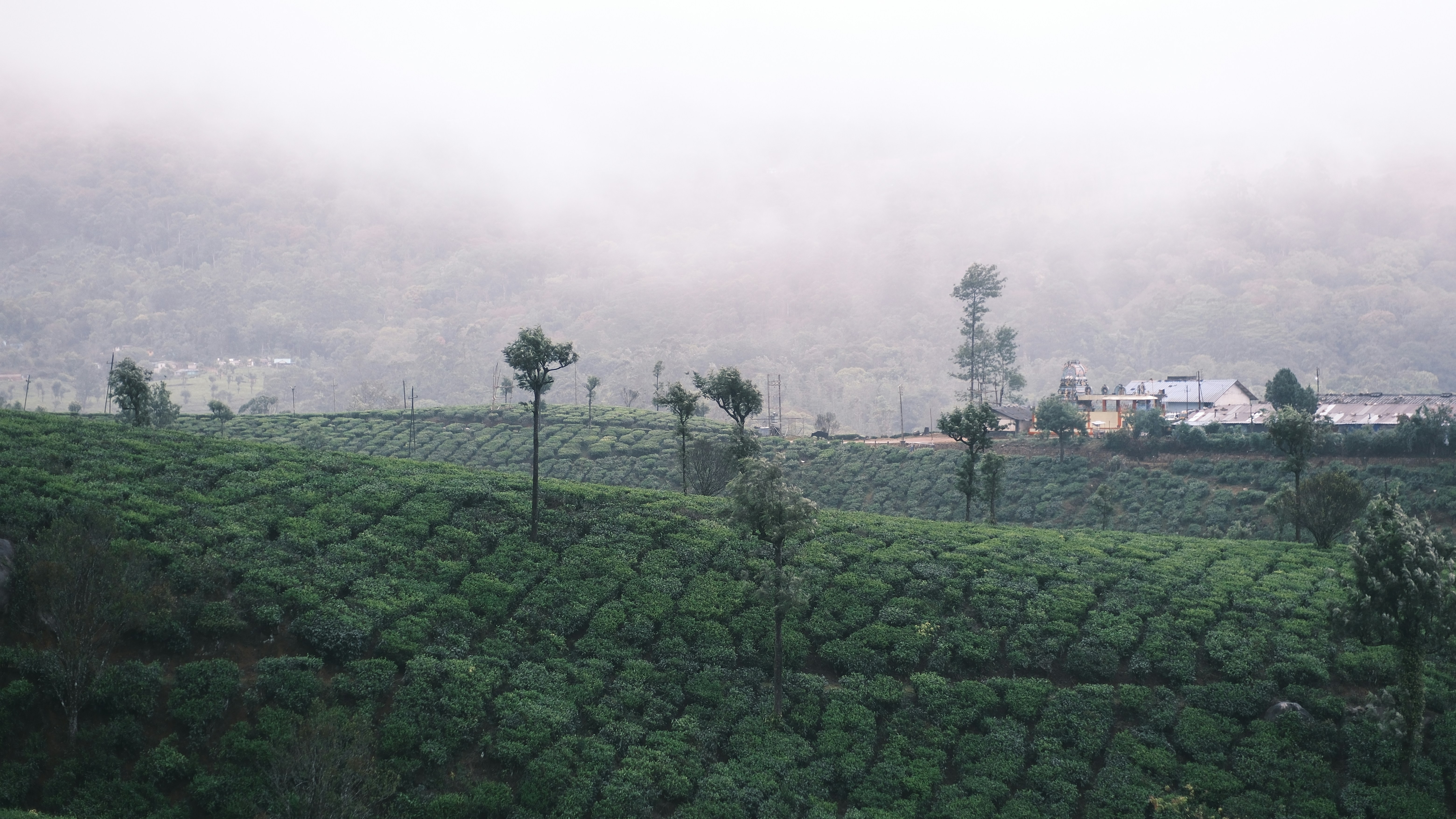 Mist over a Tea Terrace: Morning in the Green Rift