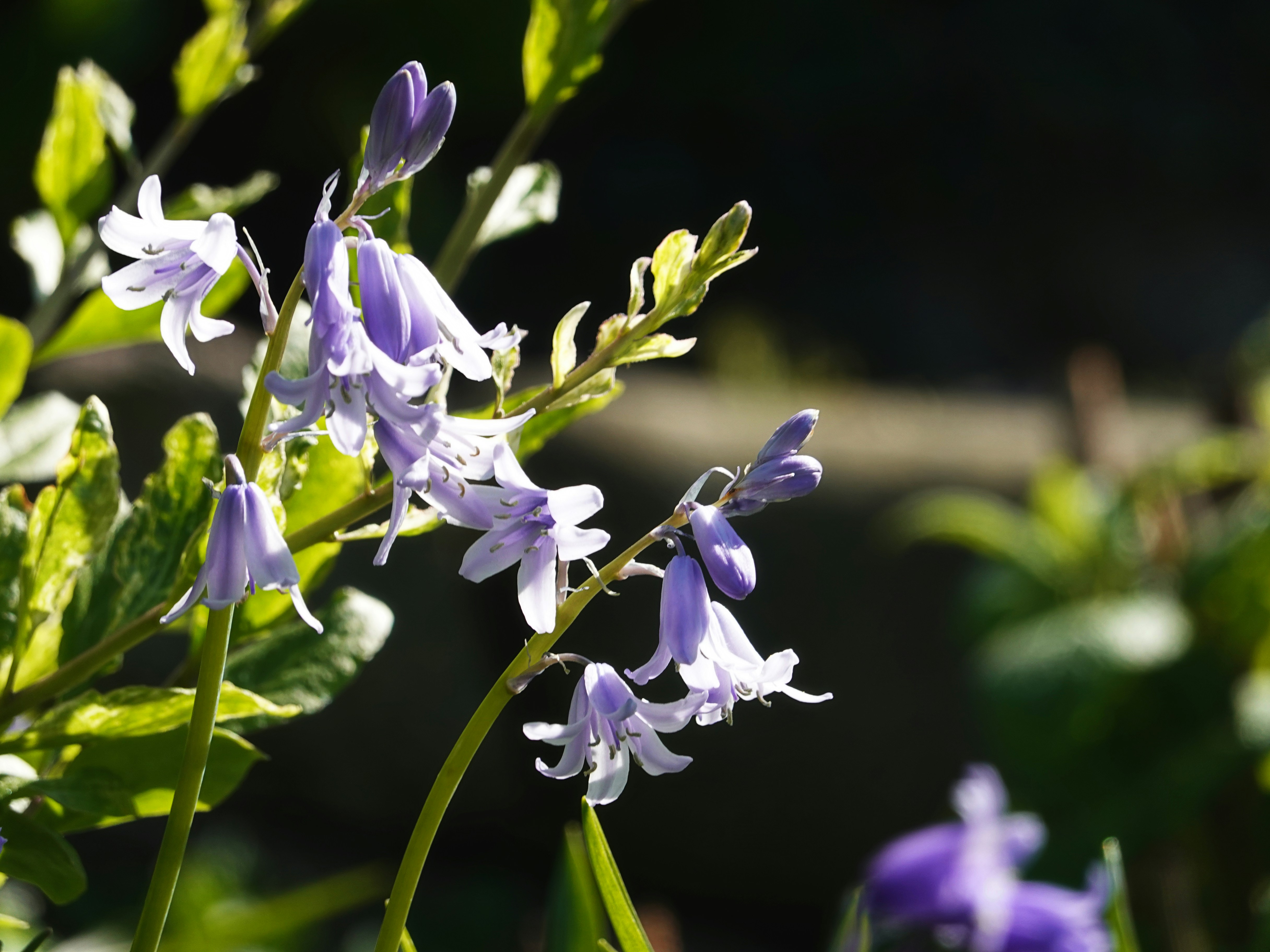 Purple cascade: delicate bells against a sunlit garden backdrop