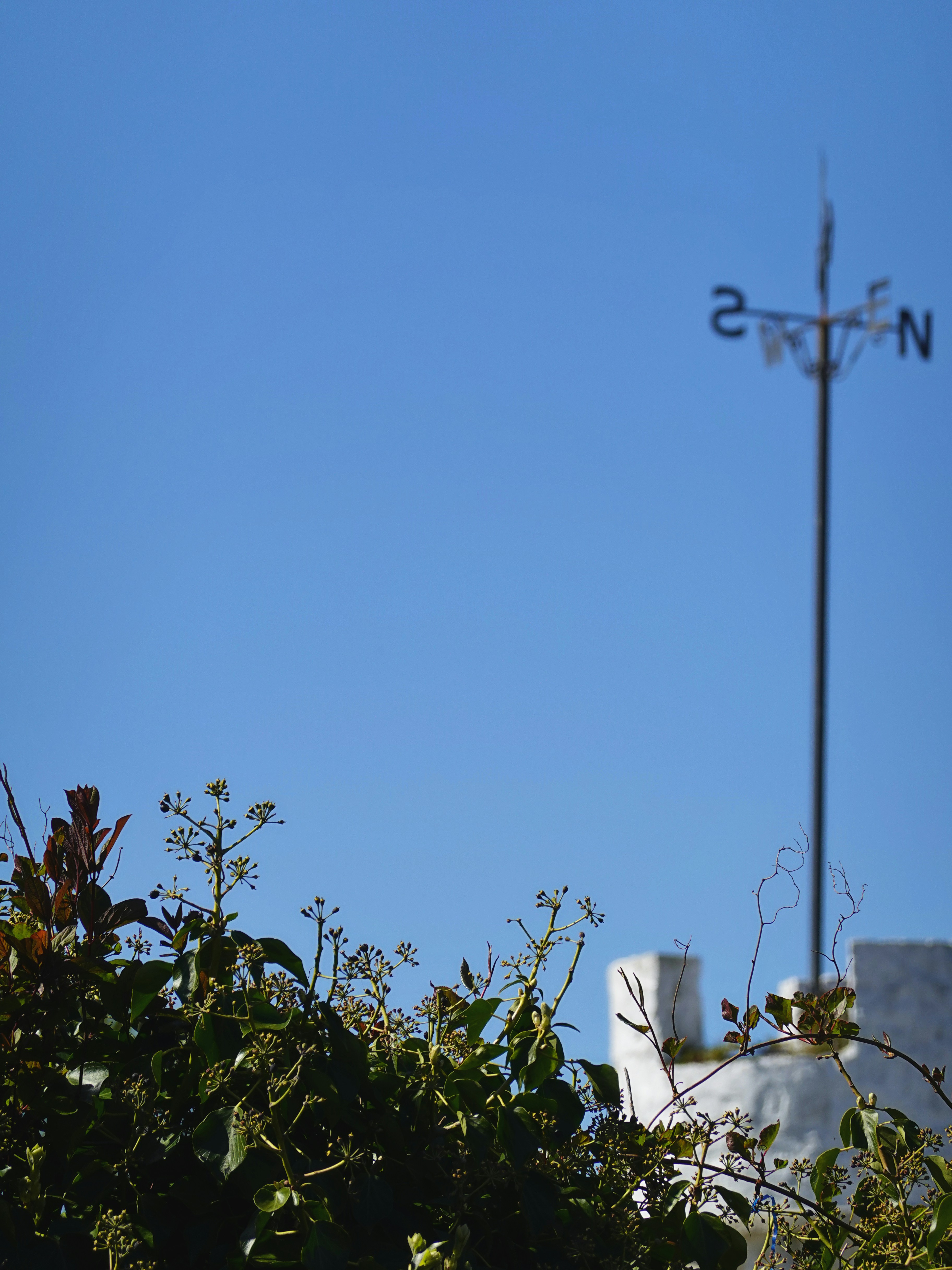 Chasing the Weather Vane Above a Sea of Green