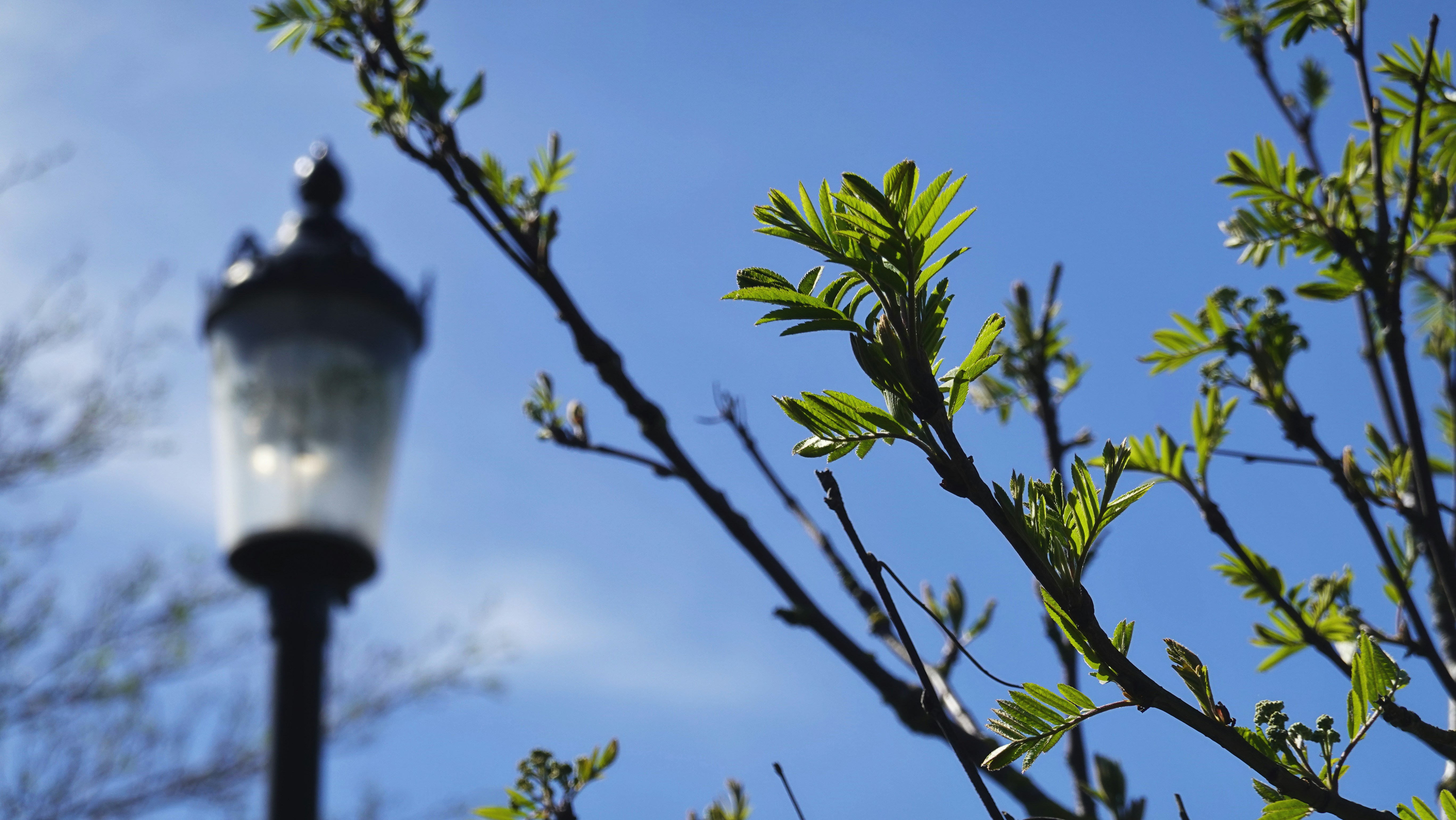Branching Light: Street Lamp Sliver Through Fresh Spring Foliage