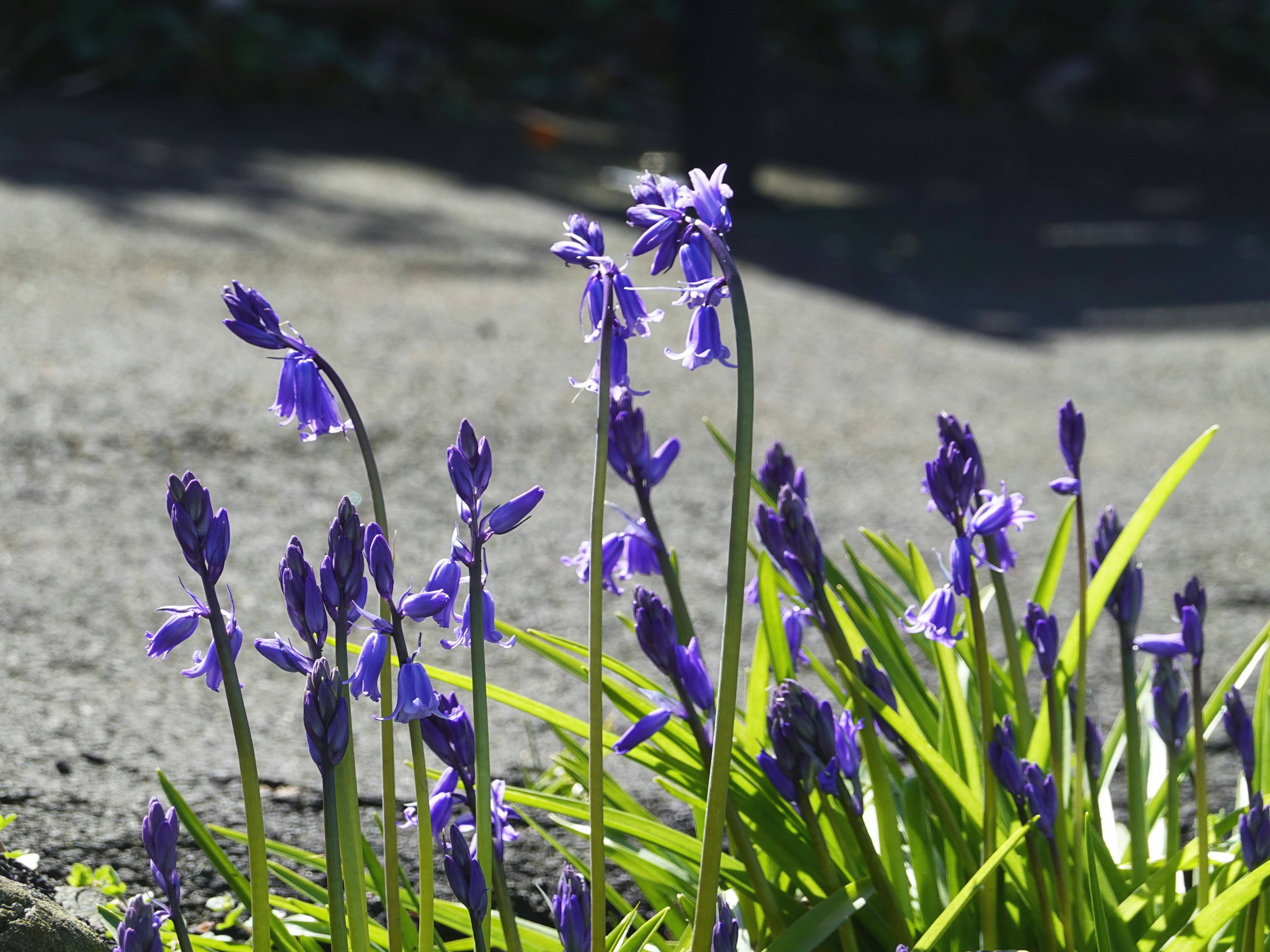 Purple bells in sunlight: a field of iris-like blooms against gravel