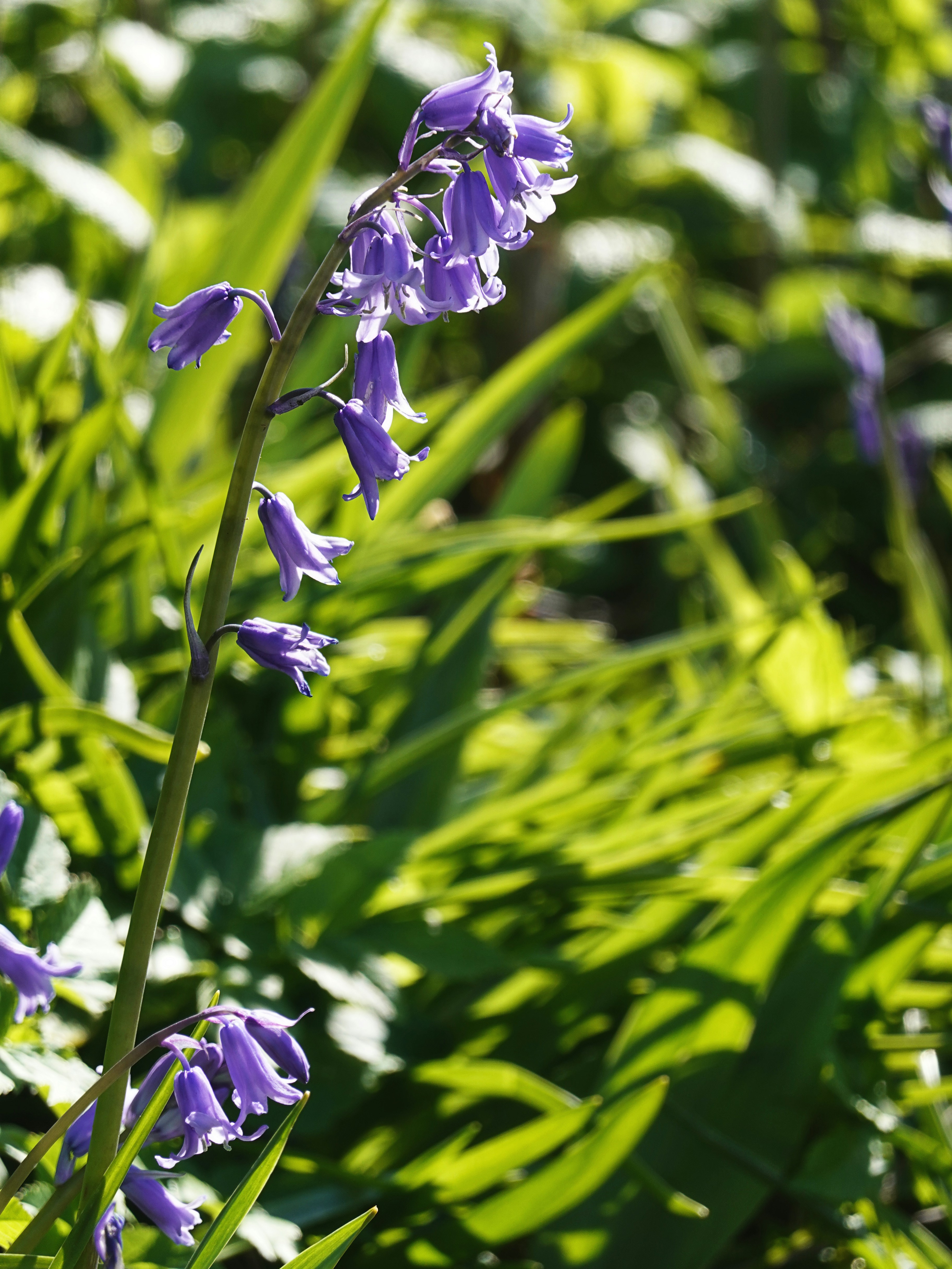 Purple bells bending toward the sun in a sea of green