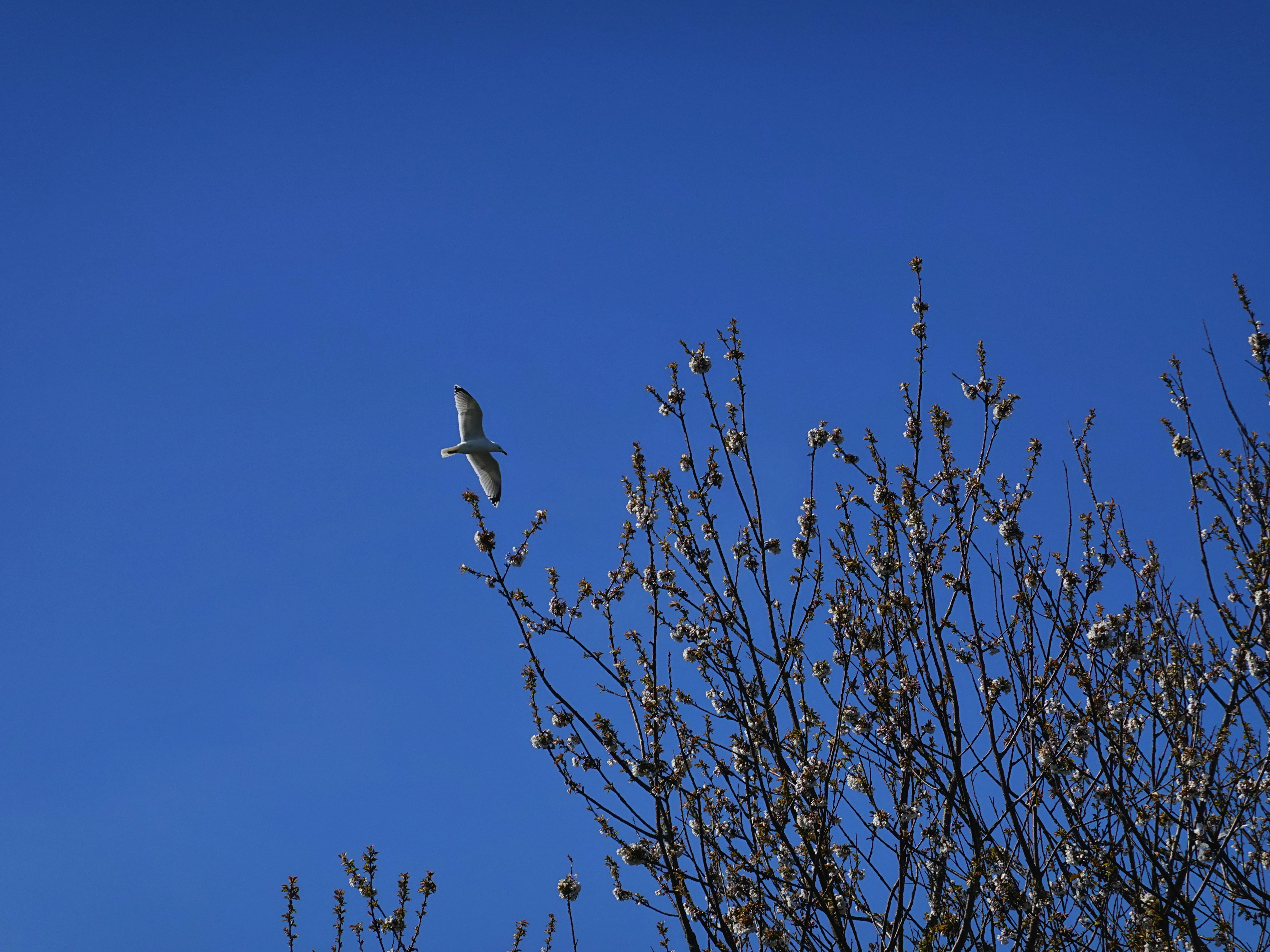 Seabird in a Clear Sky Over Bare Branches