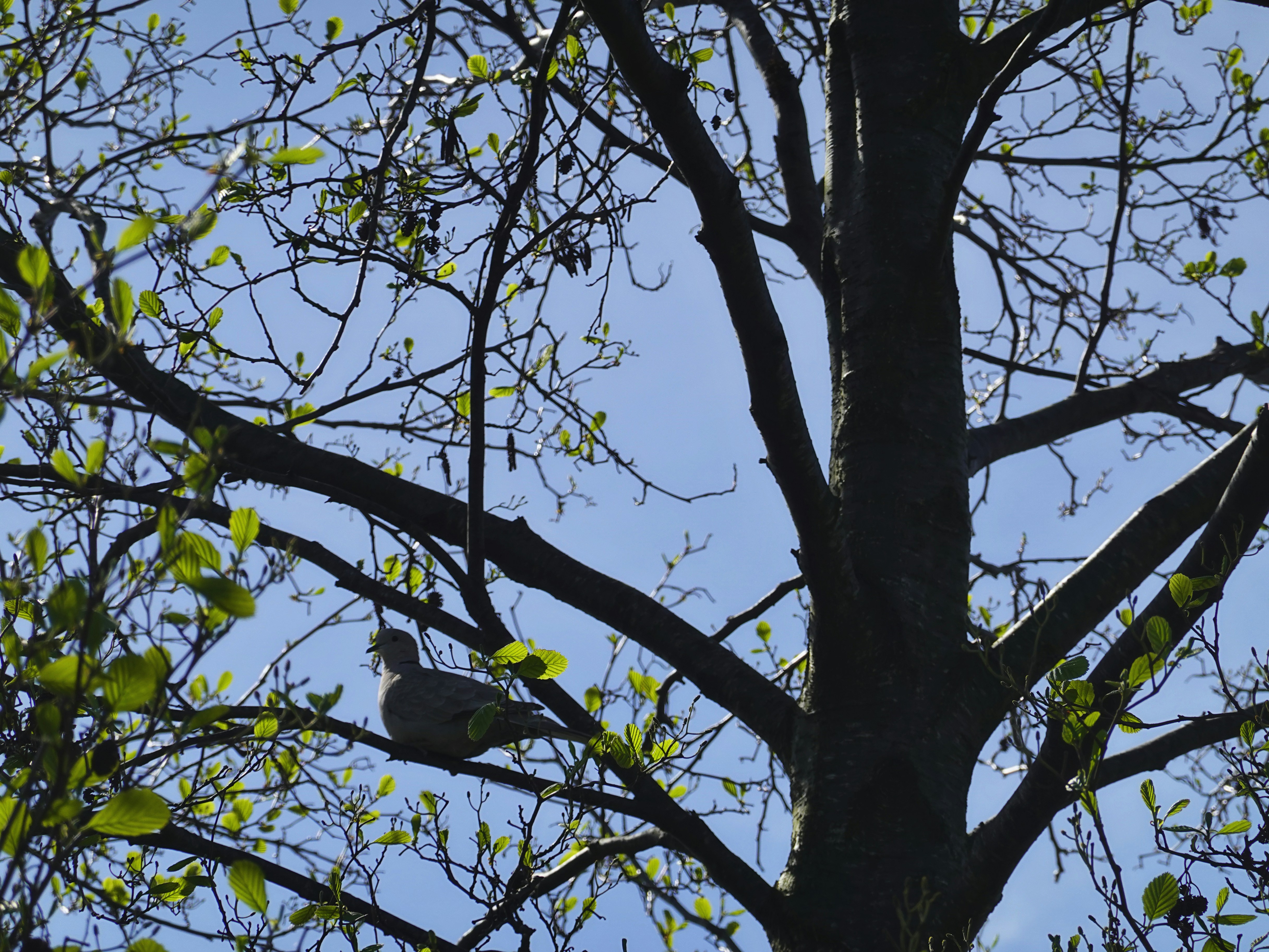 Branch Sentinel: A Bird Quietly Resting Among Sky and Bark
