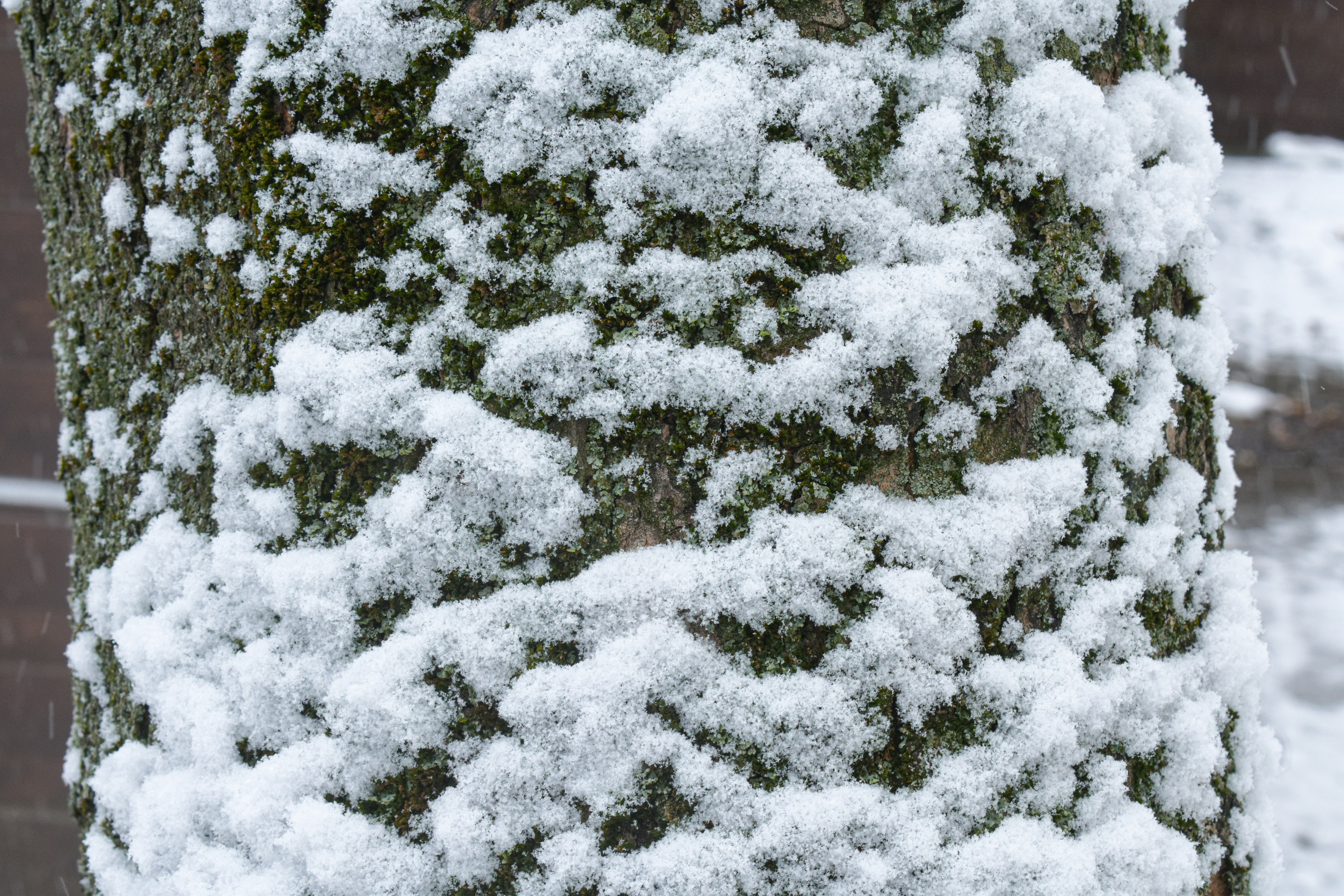 Snow-kissed Bark: Close-up of Winter Texture