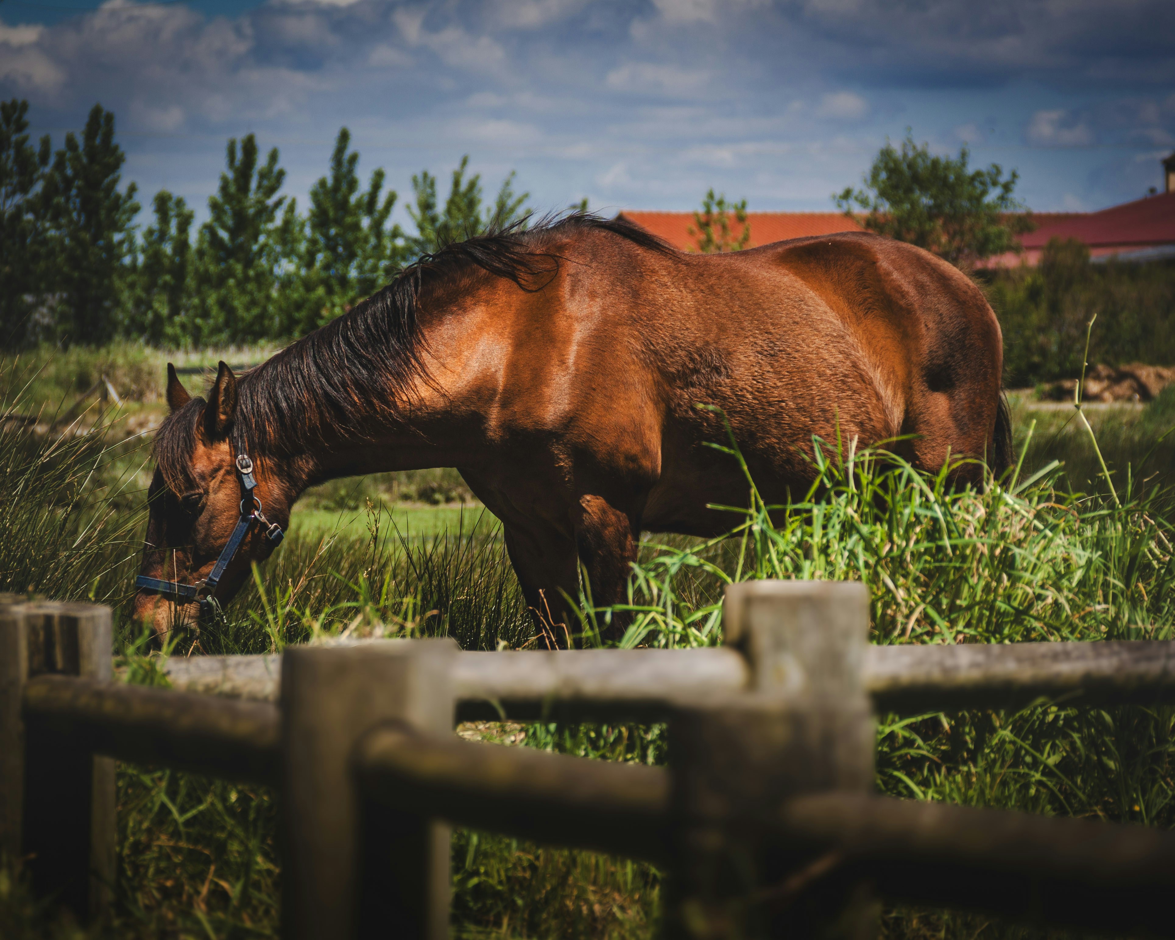 Bay Horse at Dusk: Grazing by a Weathered Fence