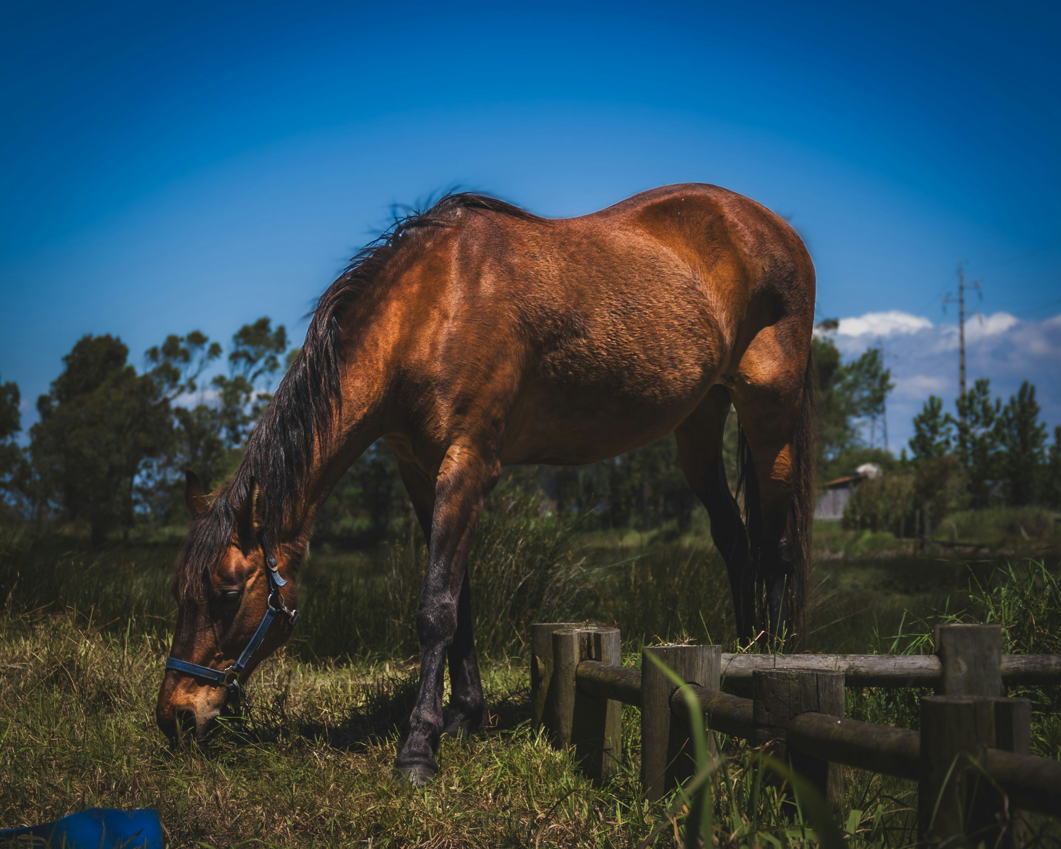 Sunlit Grazing: A Chestnut Horse in a Quiet Field
