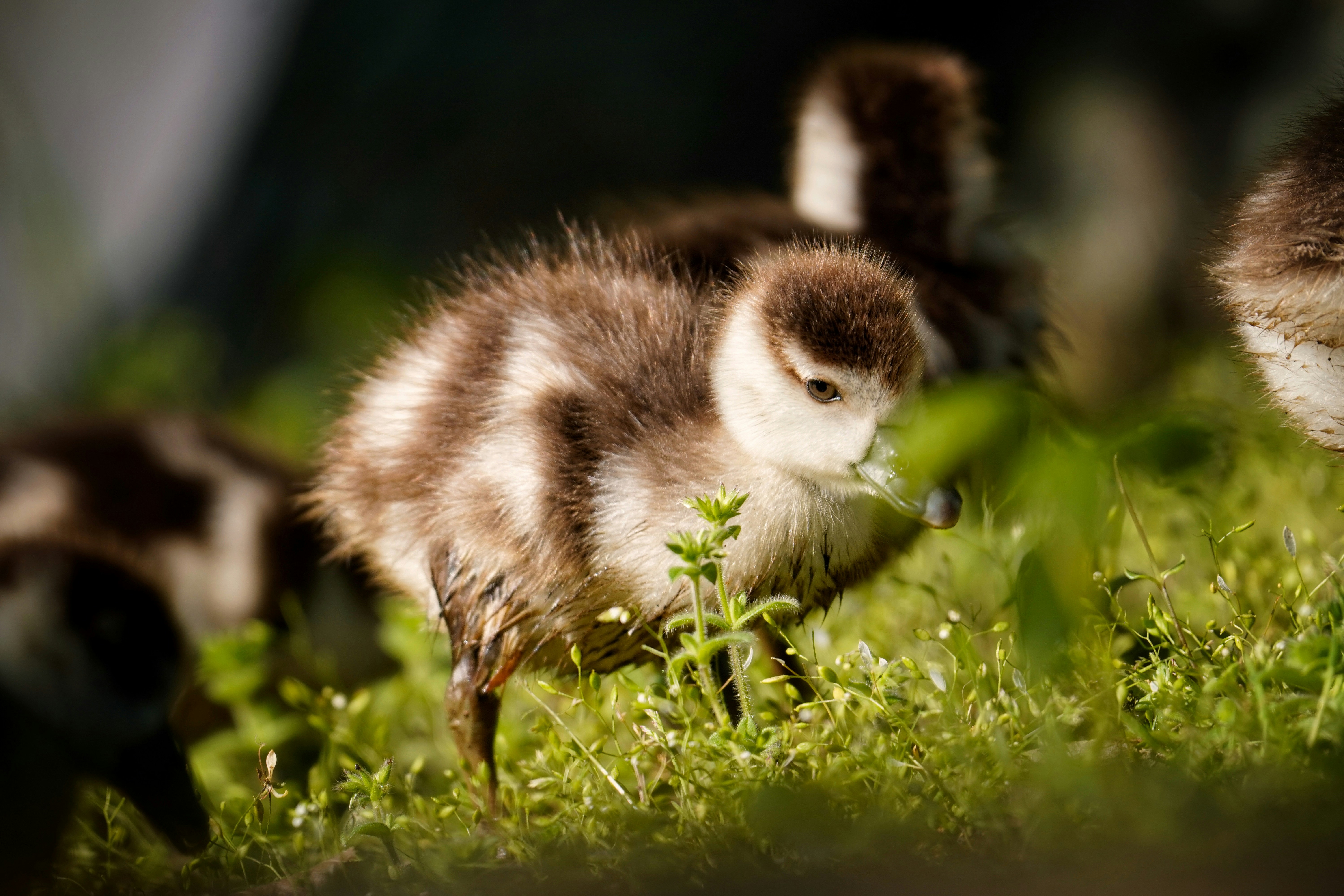 Fluffy Existence: A Lively Duckling Flock Navigates Sunlit Meadow