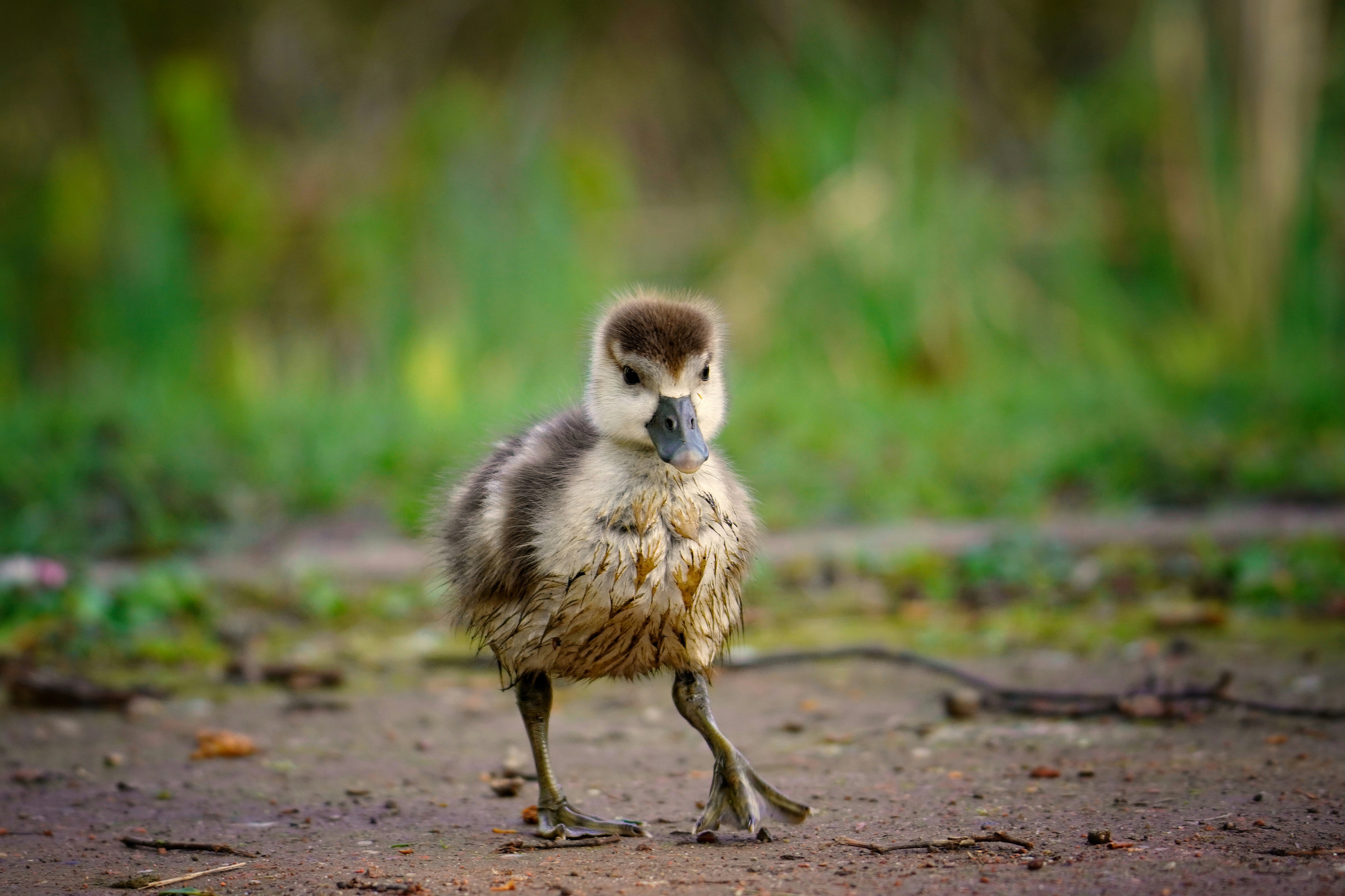 Ducky Stance: First Steps on the Wet Path