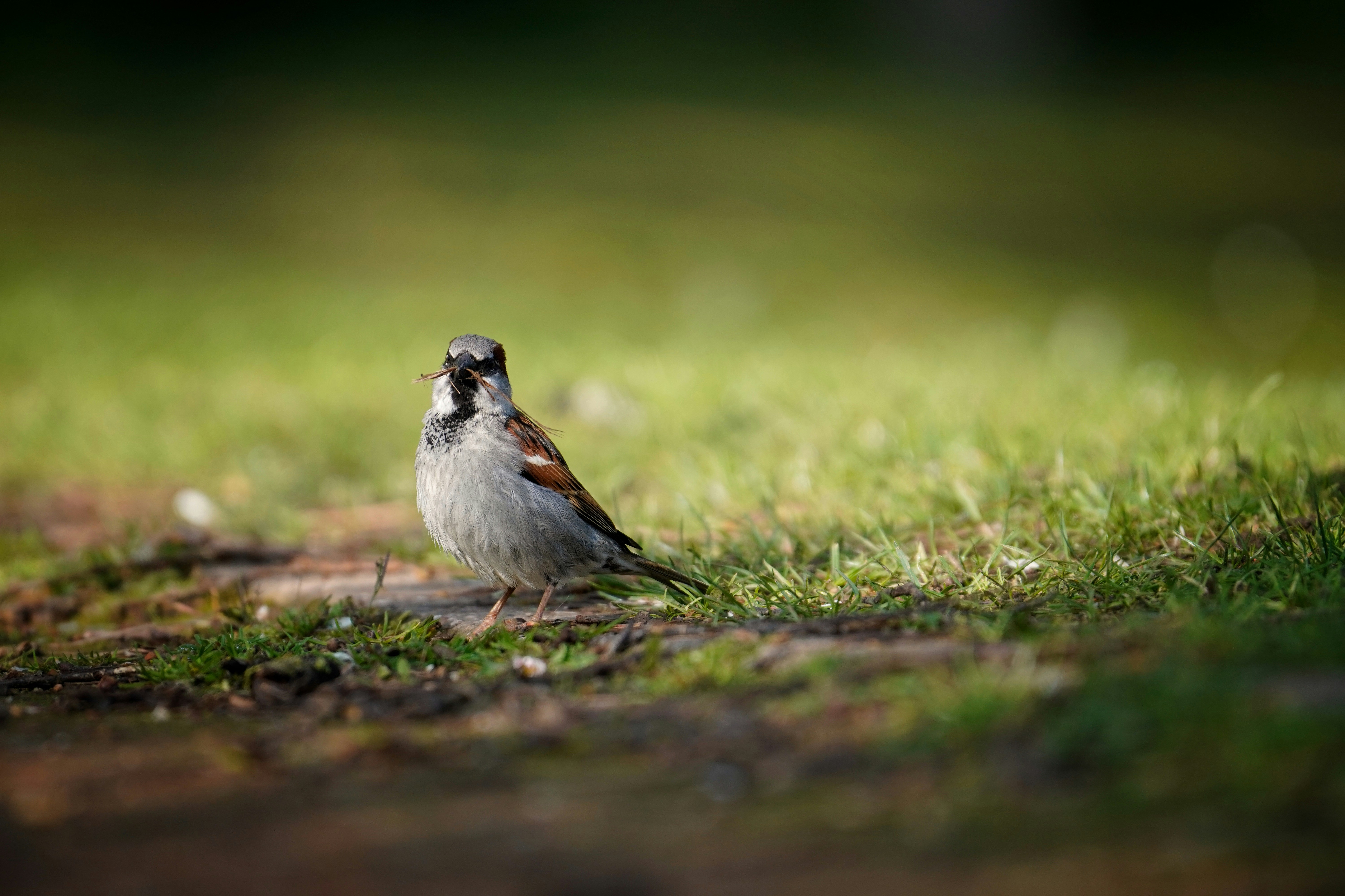 A Tiny Sentinel on the Grass Path