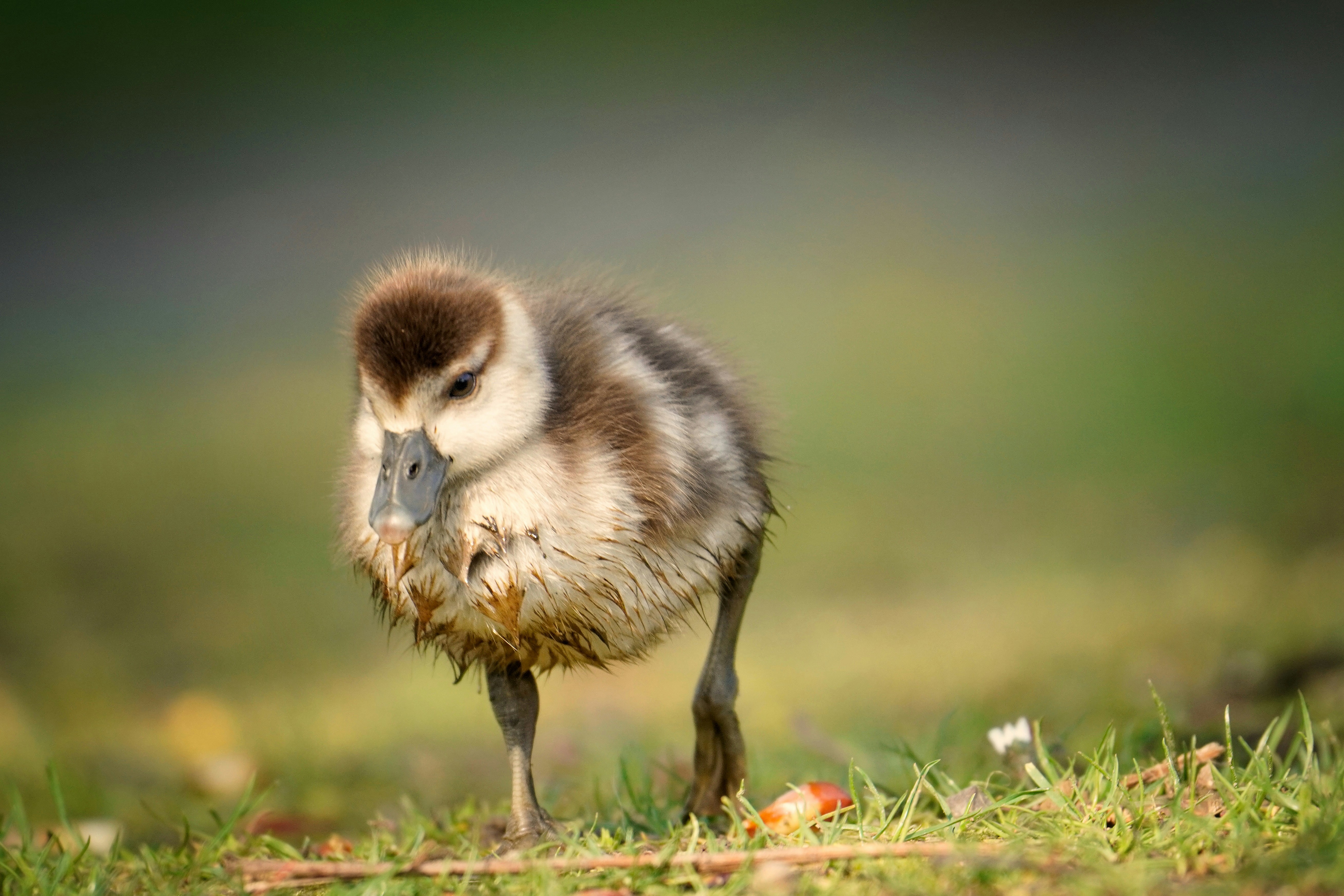 Fluffy Meadow Wanderer: a Duckling's Quiet Stride