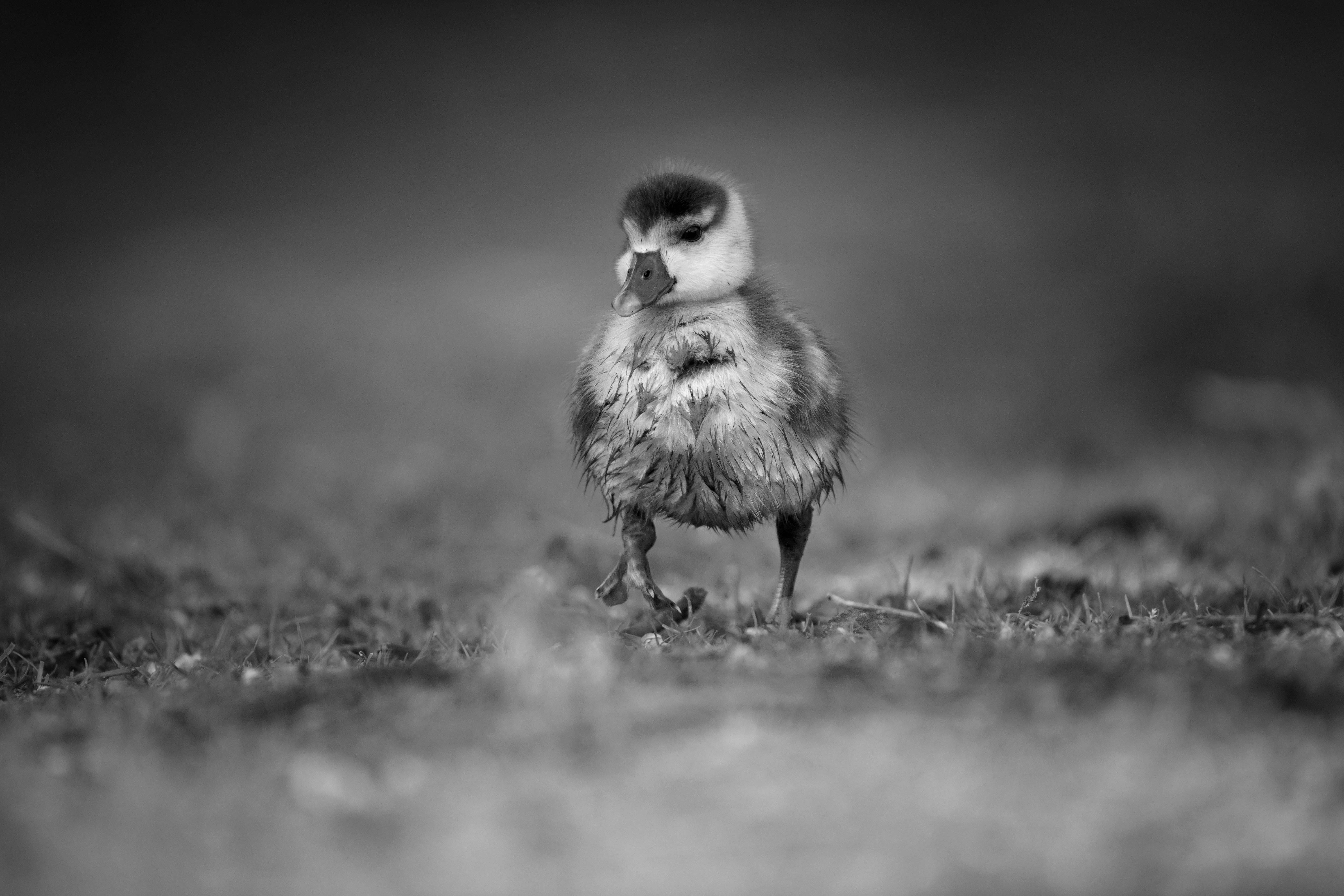 Cropped Wonder: A Tiny Duckling Stands Resolute in Soft Focus Grass