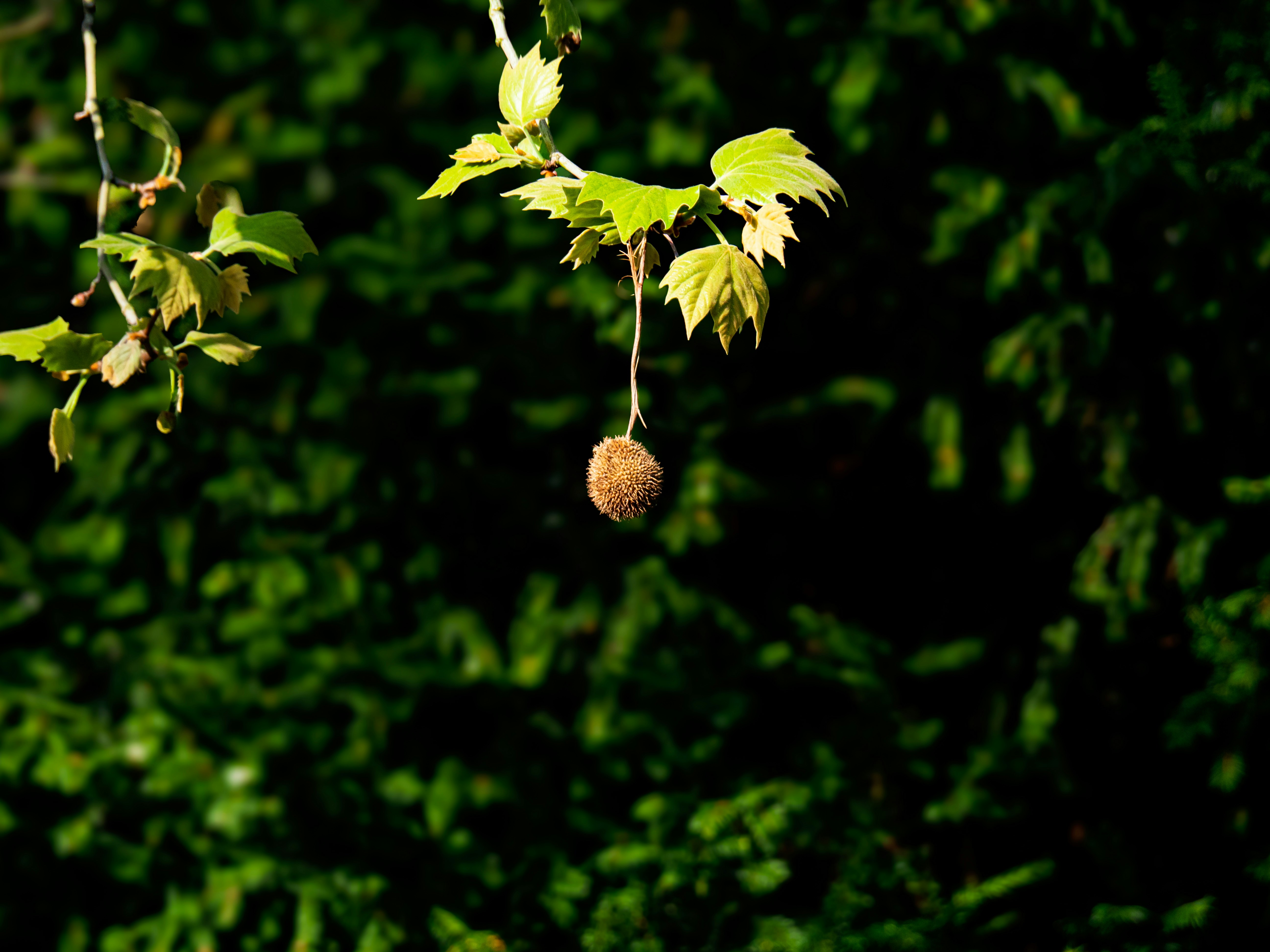Dangling Ginkgo Seed Head in a Velvet Green Canopy