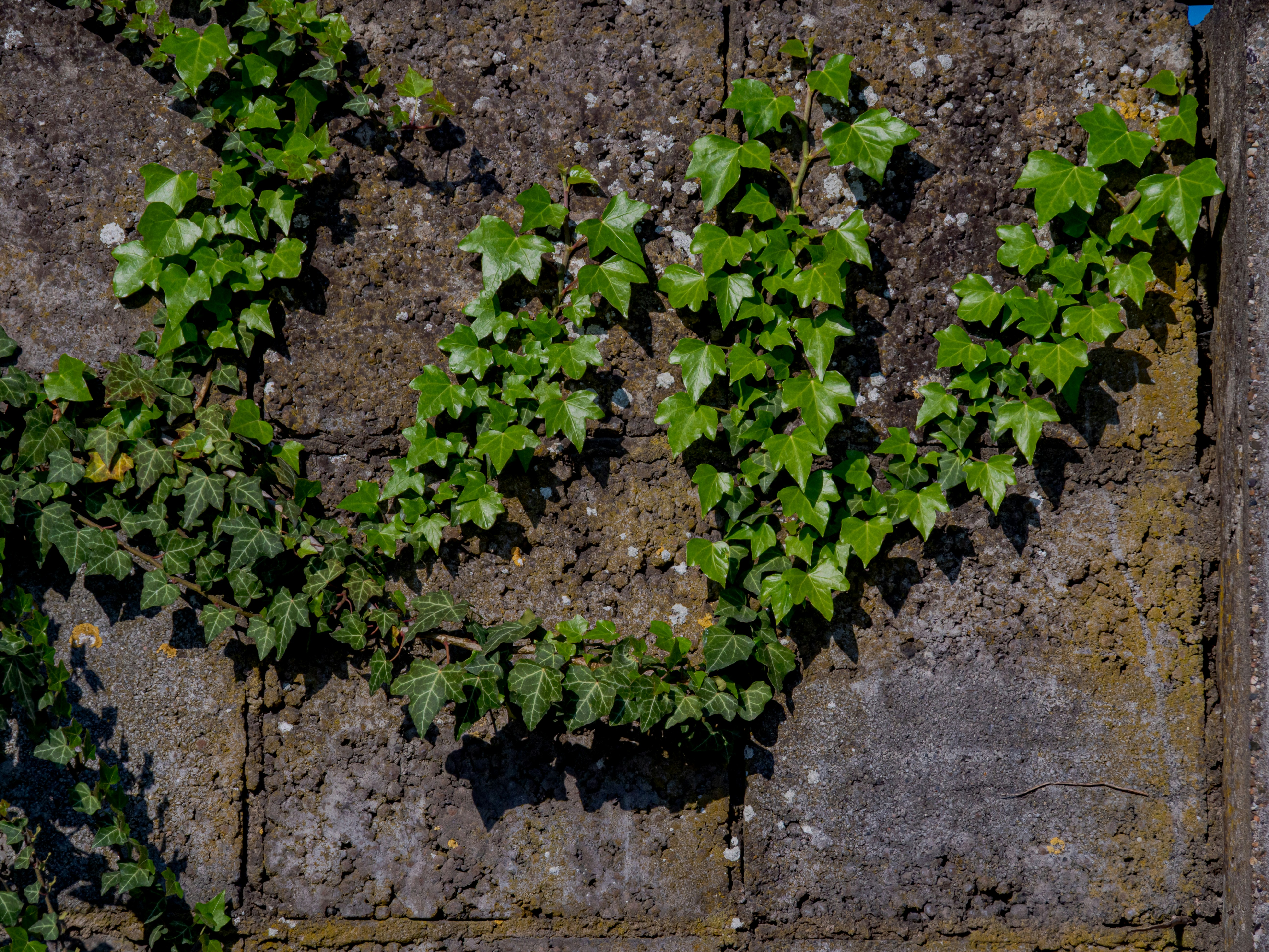 Ivy Traces on Weathered Stone